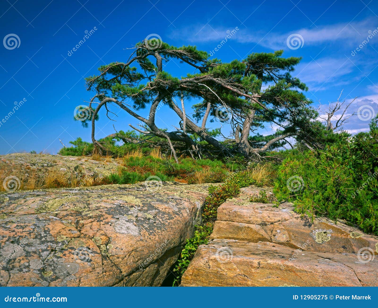Gnarled Pine stock image. Image of georgian, canadian - 12905275