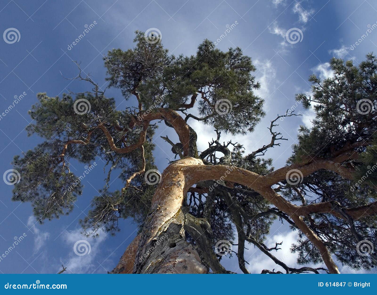 Gnarled pine tree stock image. Image of pine, tree, branch - 614847