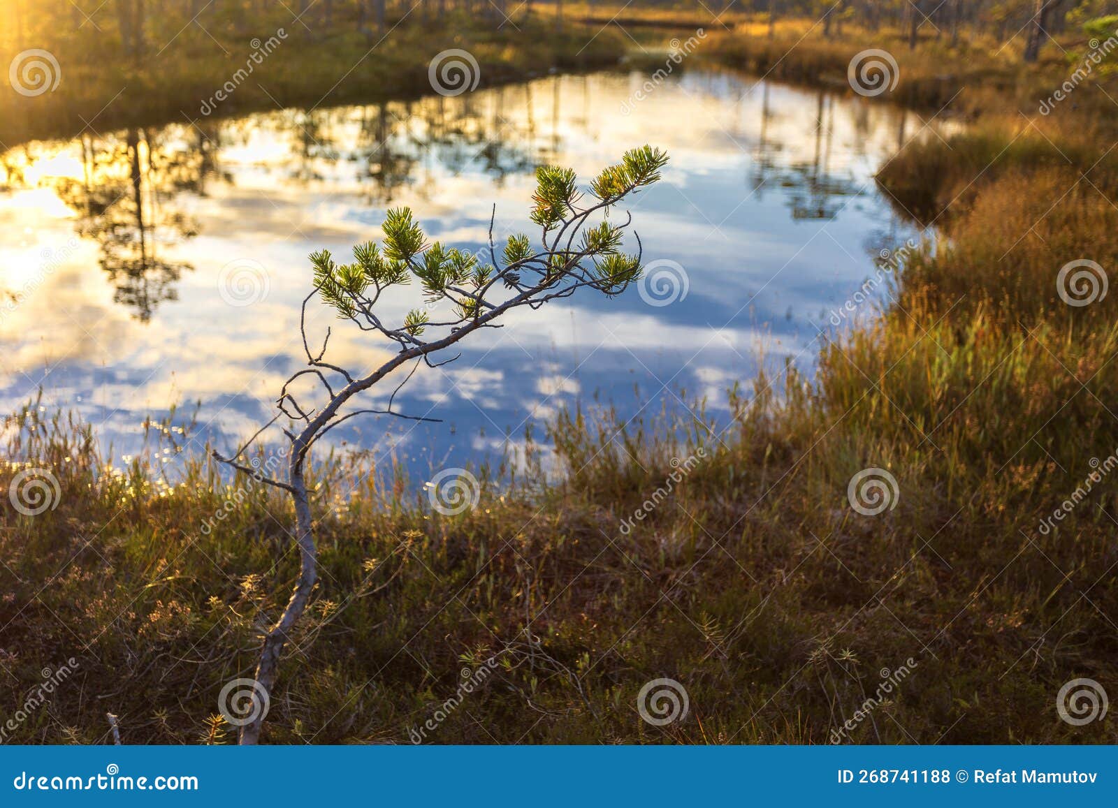 A Gnarled Pine Tree in an Autumn Swamp. Stock Photo - Image of wetland ...