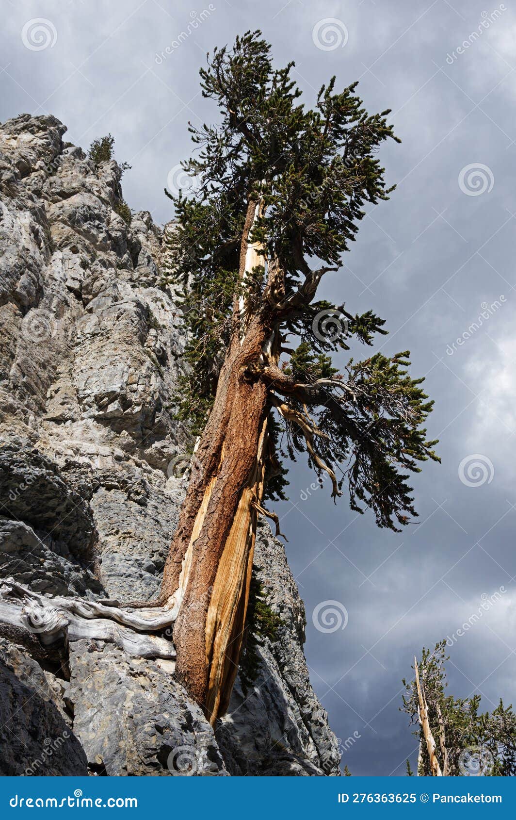 Gnarled Pine Tree Growing Out of Cliff Stock Image - Image of life ...