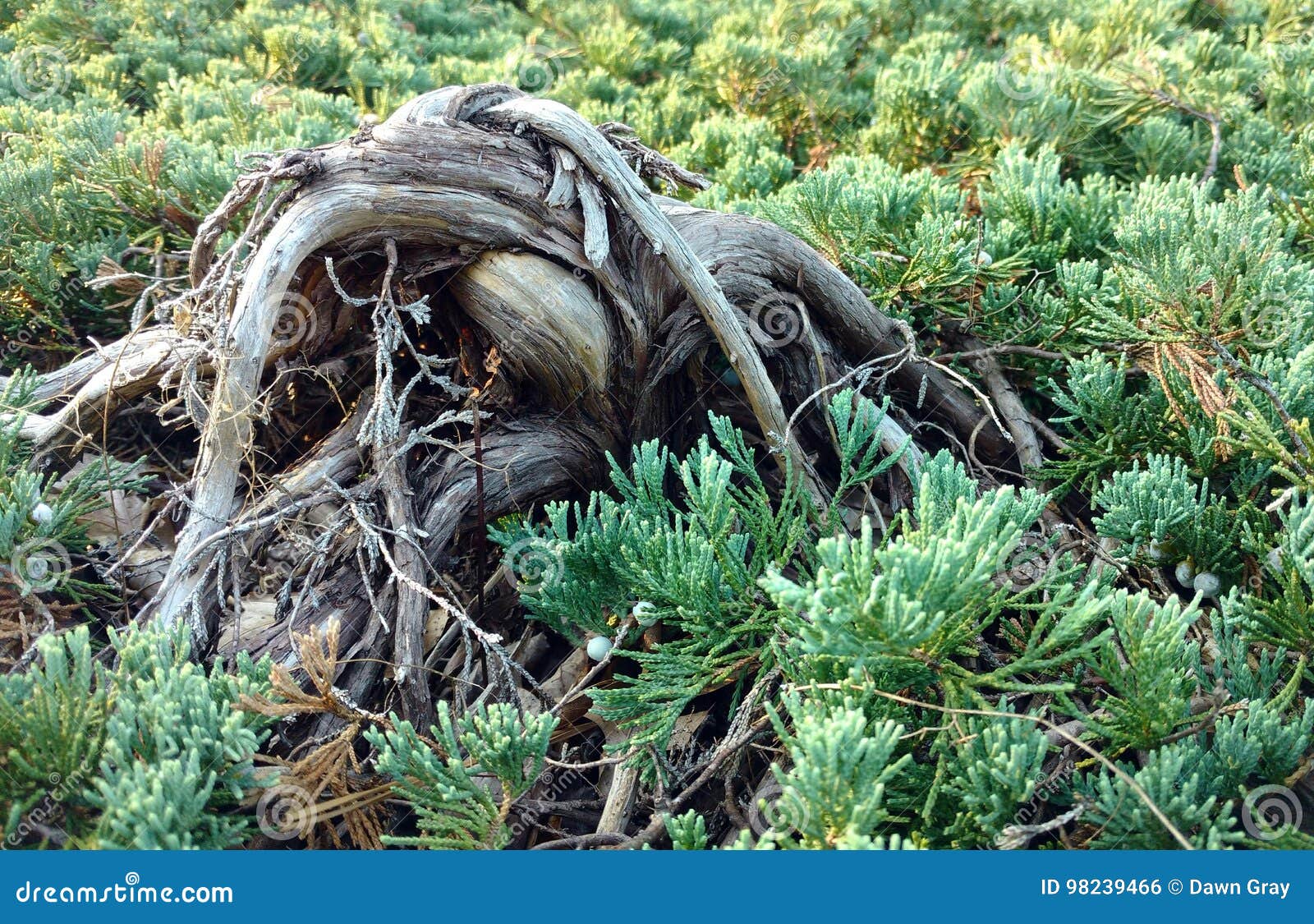 Gnarled Root stock photo. Image of park, gnarled, tree - 98239466