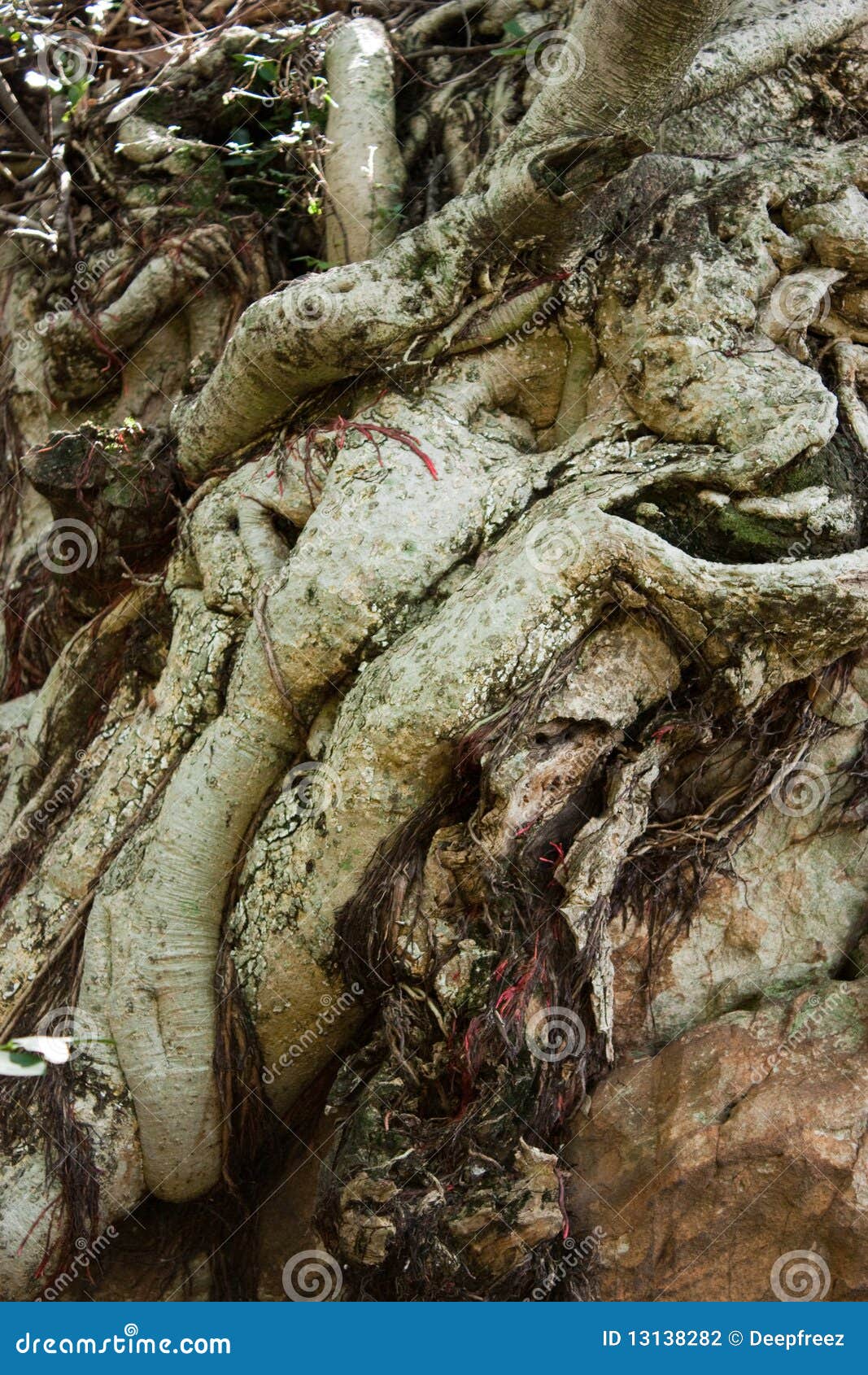 Gnarled roots stock photo. Image of gray, nature, plant - 13138282