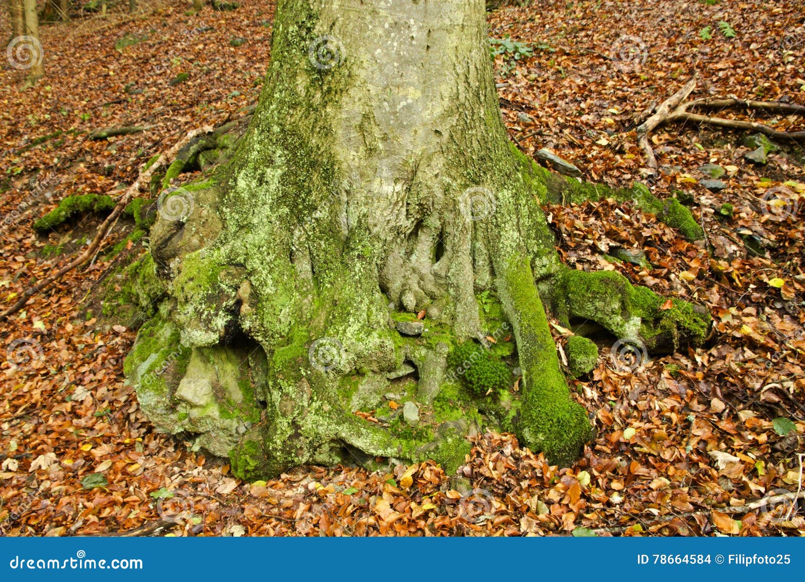 Gnarled Roots on an Old Tree Stock Photo - Image of rustic, leafy: 78664584