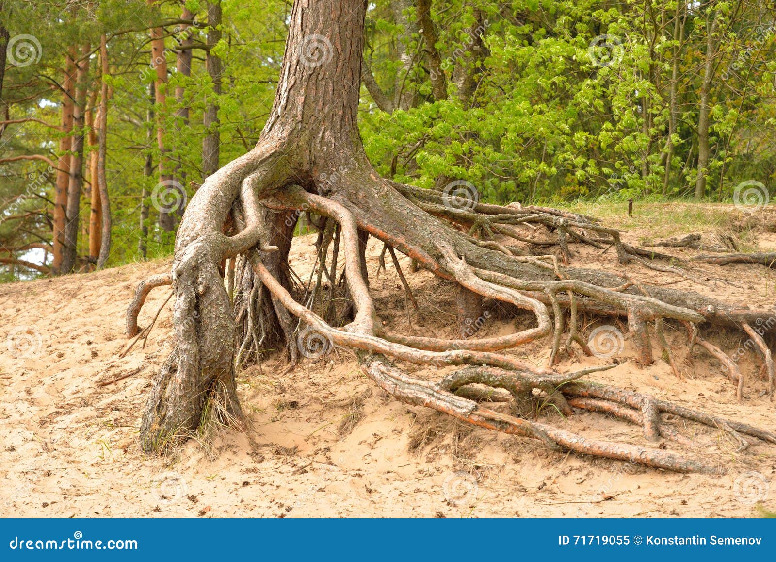 Gnarled Roots of Pine Tree. Stock Image - Image of travel, landscape ...
