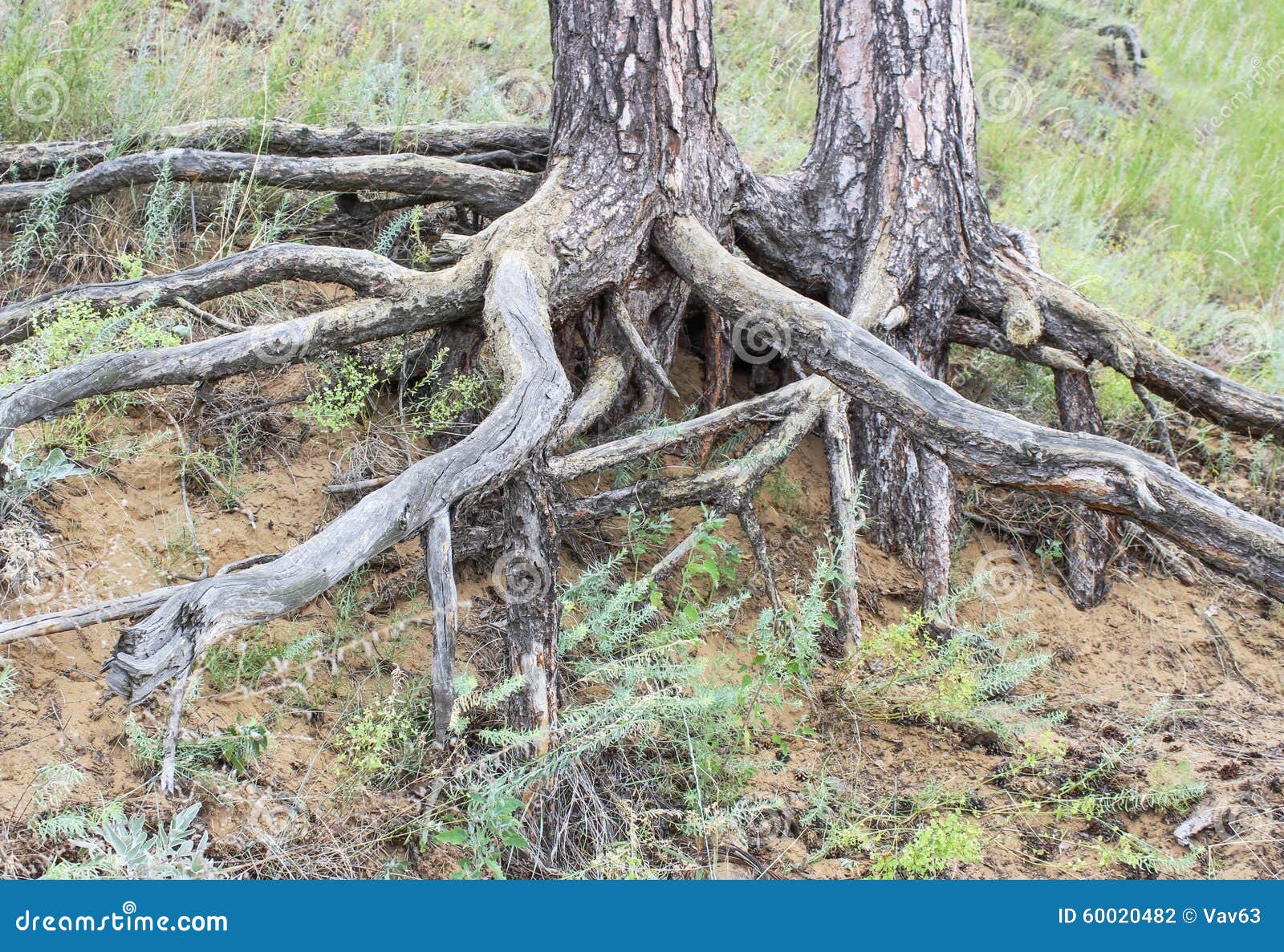 Gnarled roots stock photo. Image of life, earth, herb - 60020482
