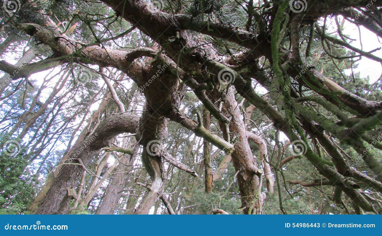 Gnarled scot s pine trees stock image. Image of buckled - 54986443