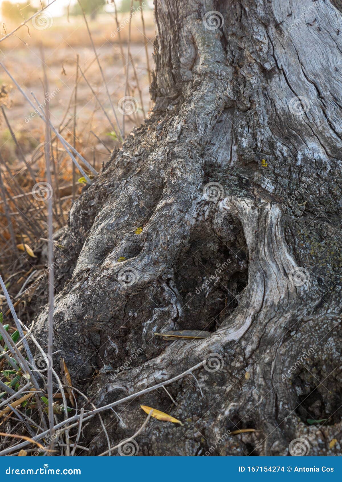Gnarled Tangle of Roots at Base of Forest Tree in a Sunset. Stock Photo ...