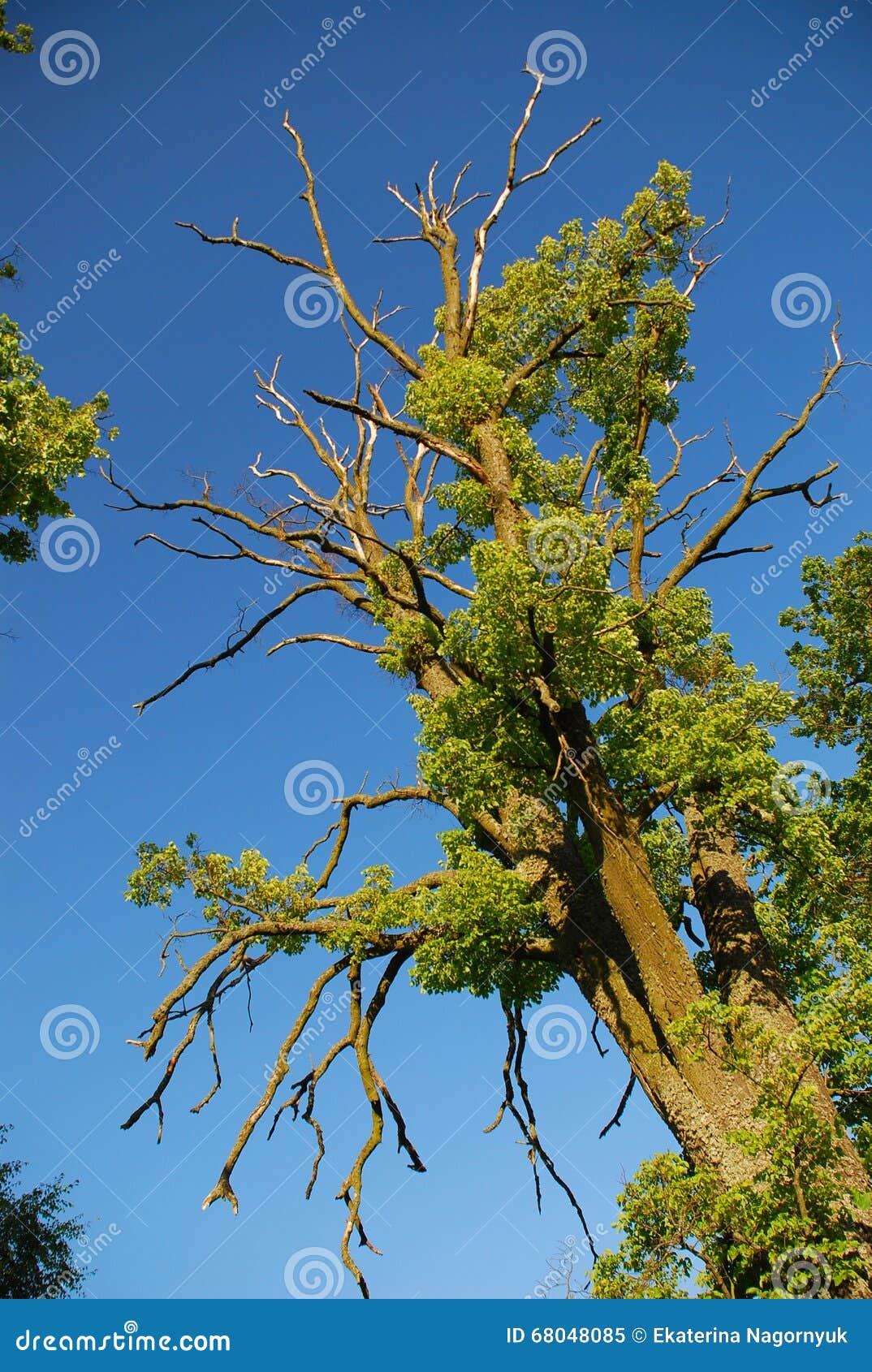 Gnarled tree stock image. Image of plant, dormant, leaves - 68048085