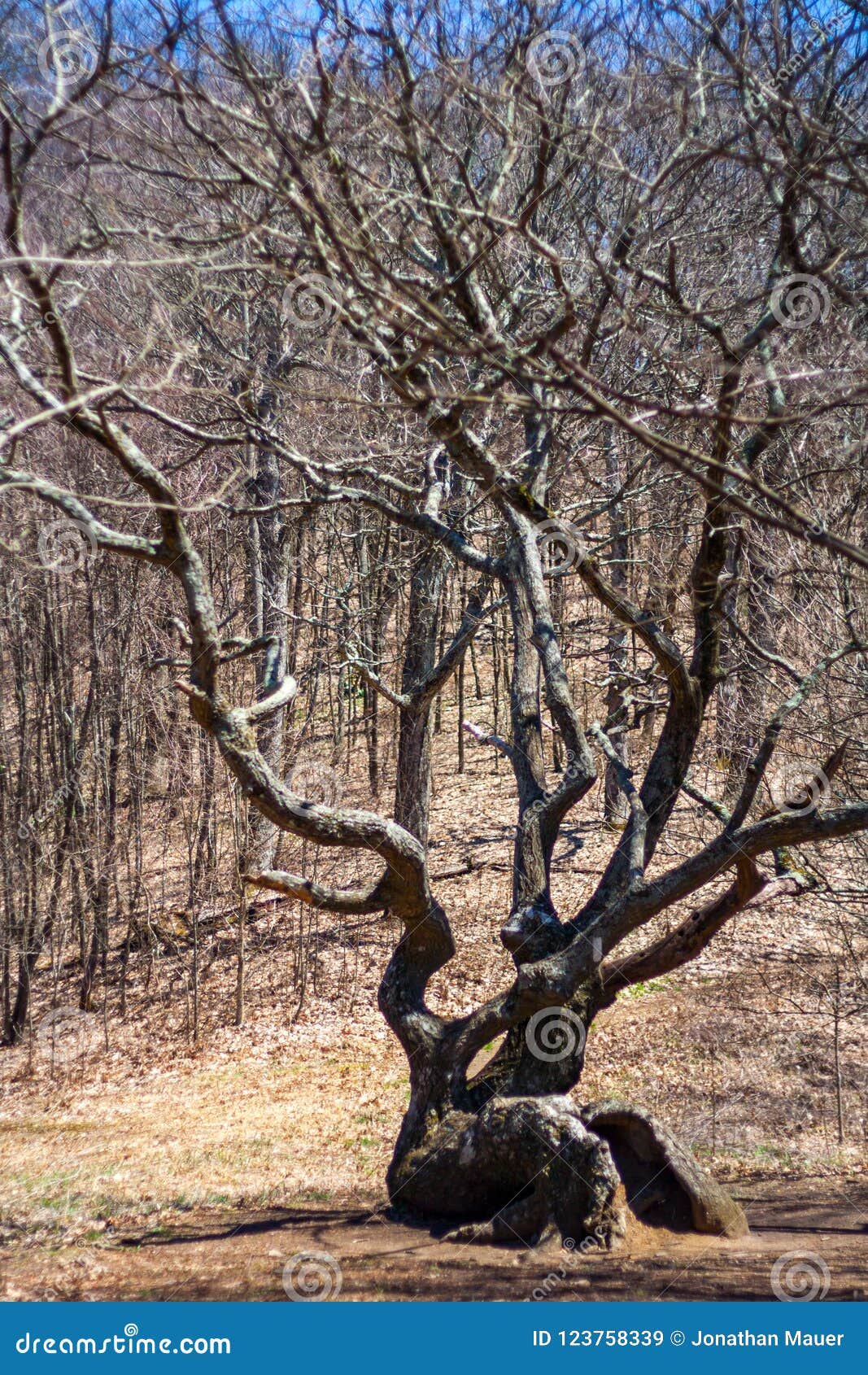 Gnarled Tree in Clearing during Early Spring Stock Image - Image of ...