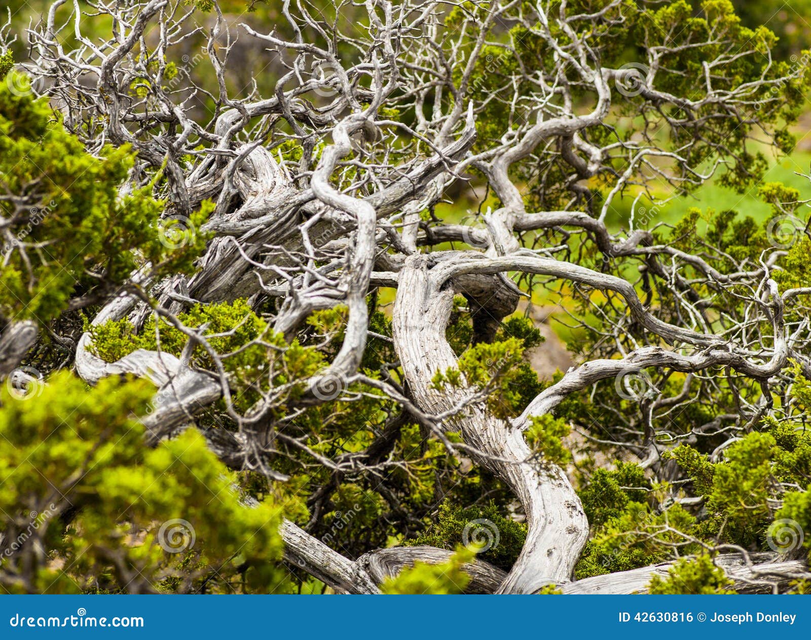 Gnarled Tree Stock Photo | CartoonDealer.com #42630816