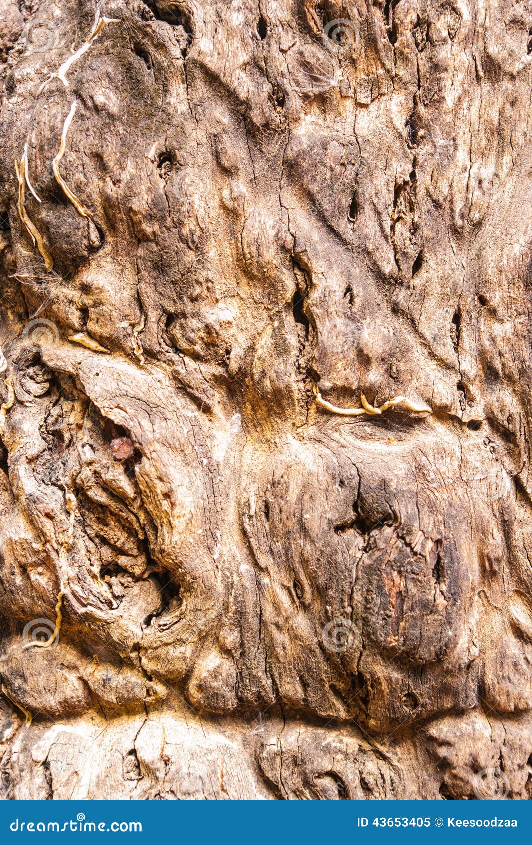 Gnarled tree root stock image. Image of tree, texture - 43653405