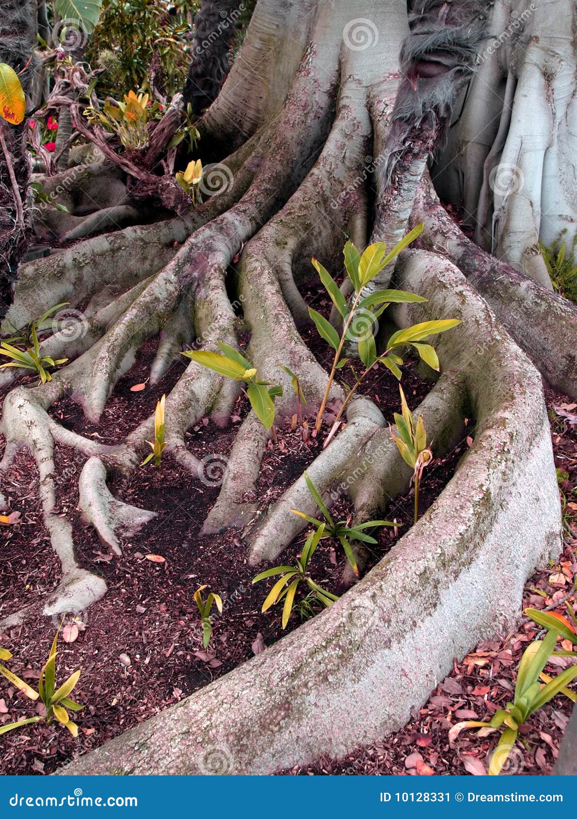 Gnarled tree roots stock image. Image of forest, environment - 10128331
