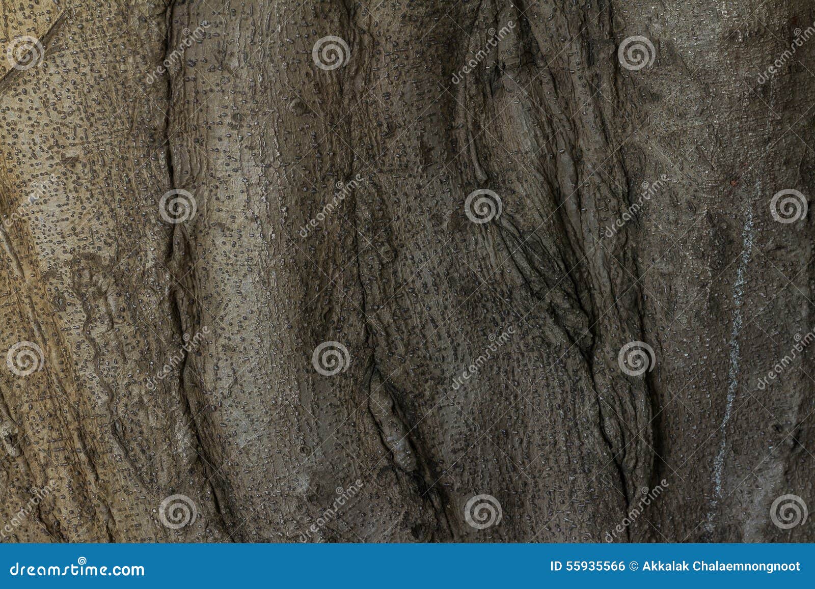 Gnarled tree roots stock photo. Image of interwined, environmental ...
