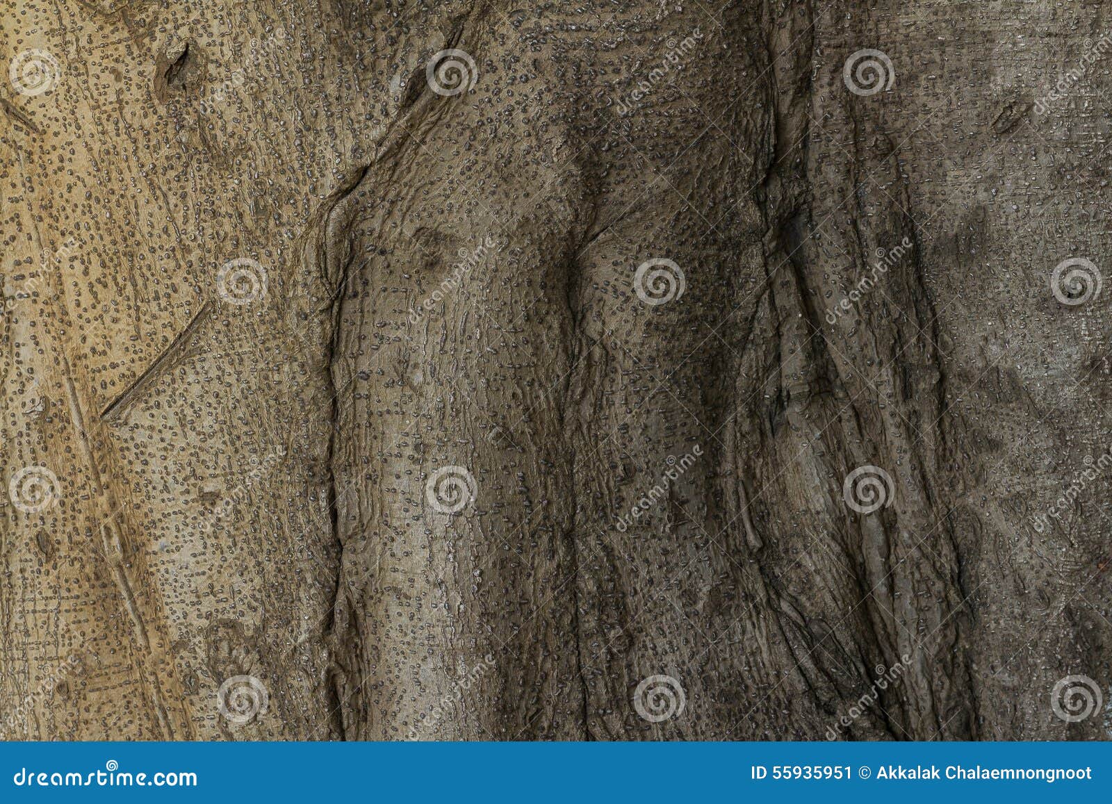 Gnarled tree roots stock image. Image of interwined, network - 55935951