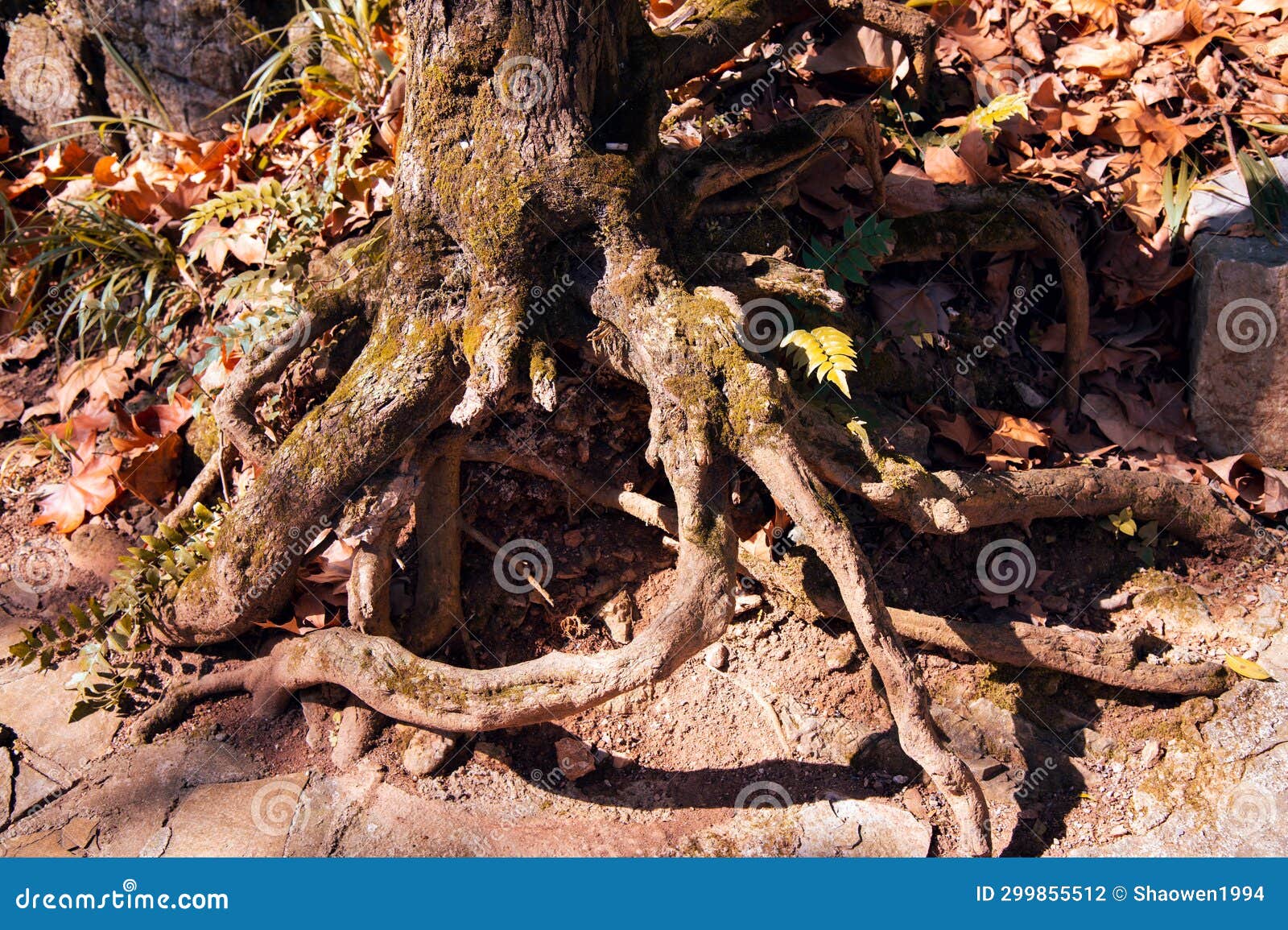 Tree Root in forest stock photo. Image of england, nature - 299855512