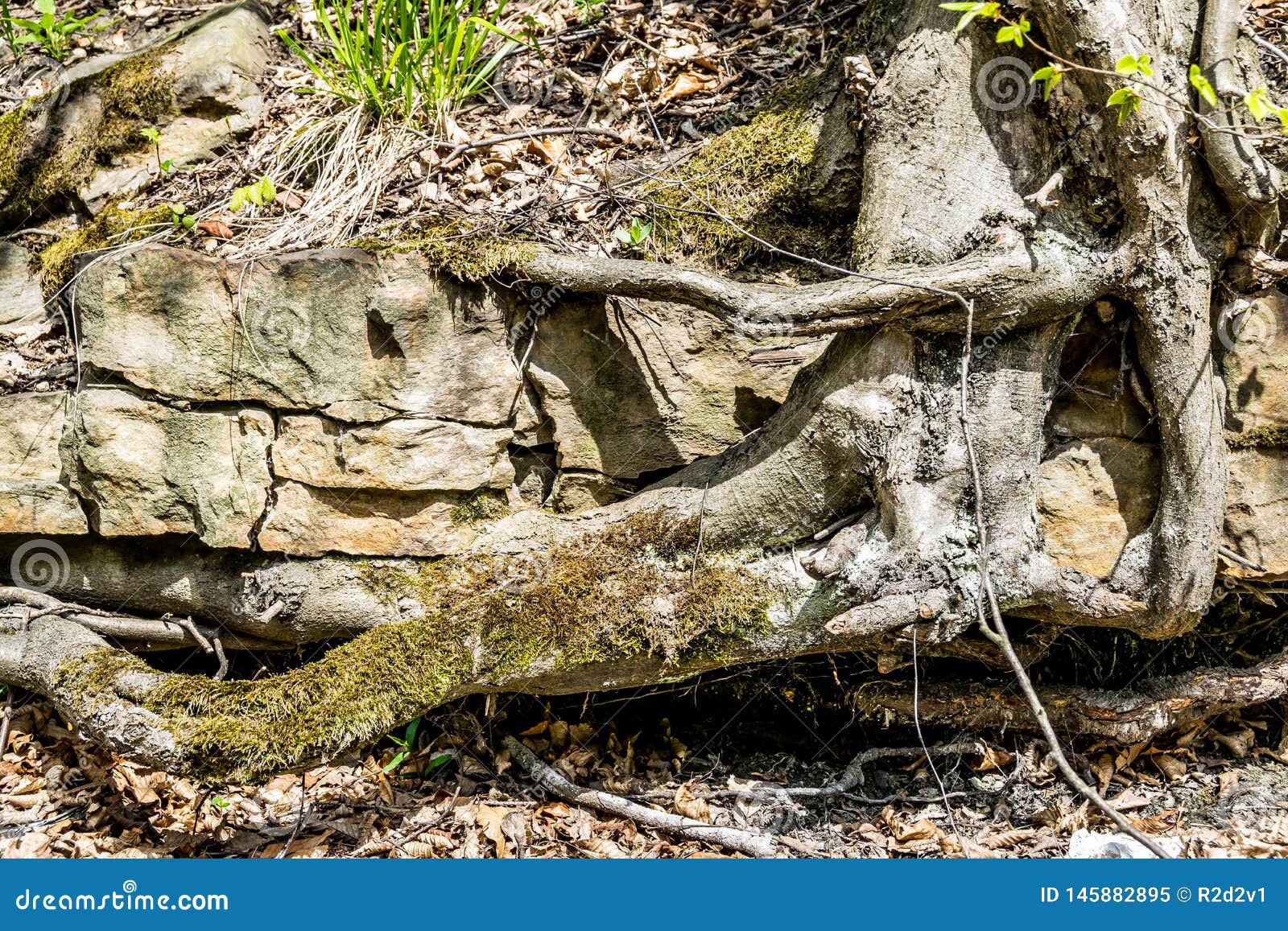 Gnarled Tree Roots and Large Stones Stock Image - Image of life ...