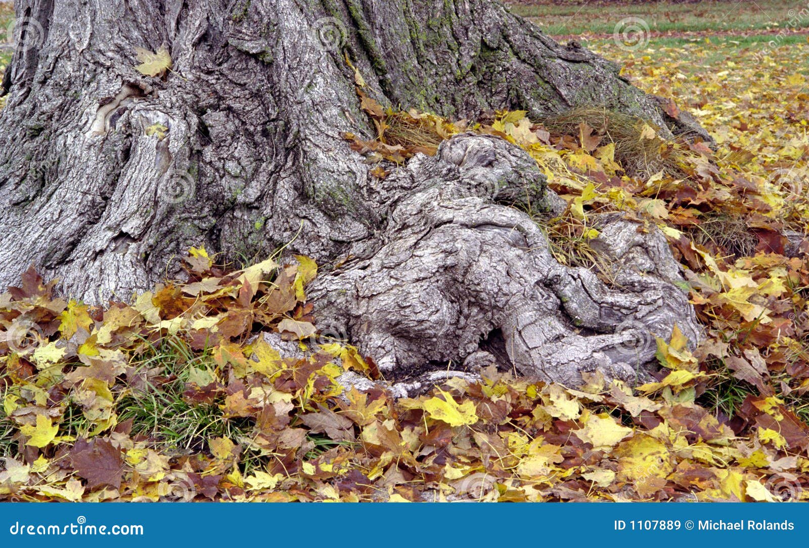 Gnarled Tree Roots and Leaves Stock Image - Image of autumn, nature ...
