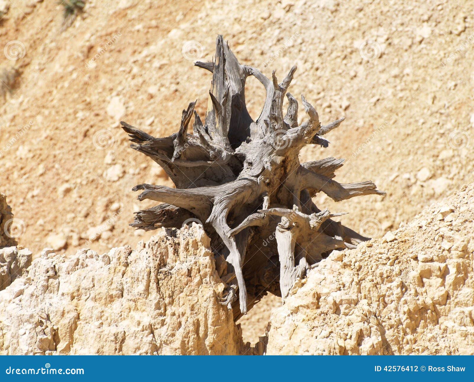Gnarled Tree stock photo. Image of gnarled, stones, interesting - 42576412