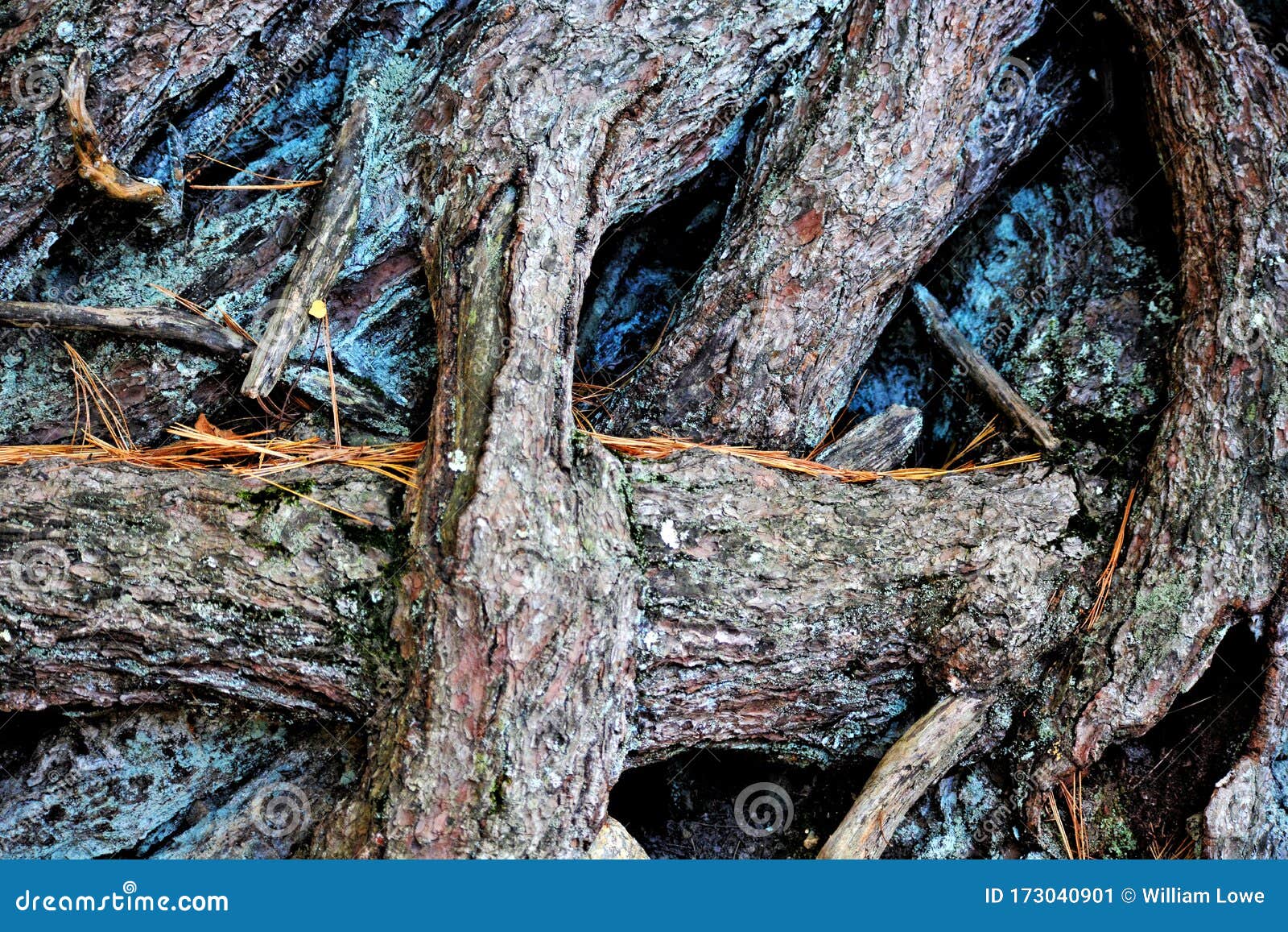 Gnarled tree roots pattern stock image. Image of stump - 173040901