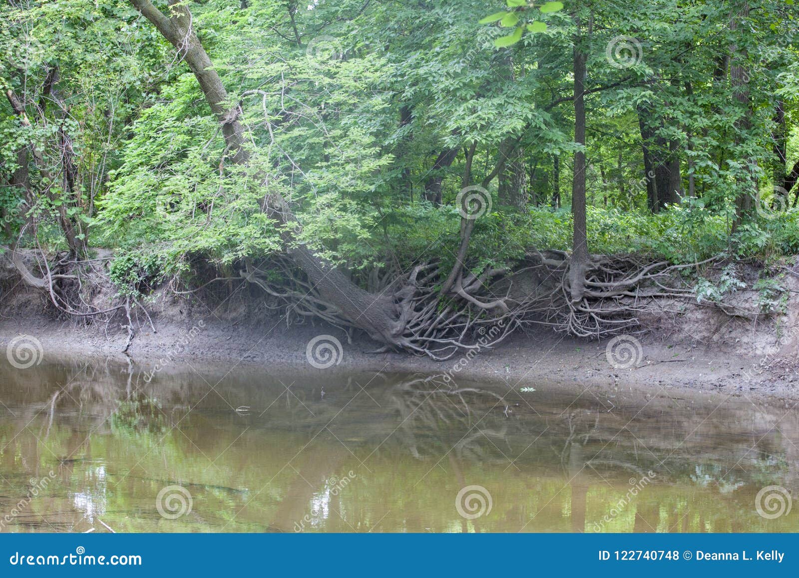 Gnarled Tree Roots on Riverbank Stock Photo - Image of bike, outdoors ...