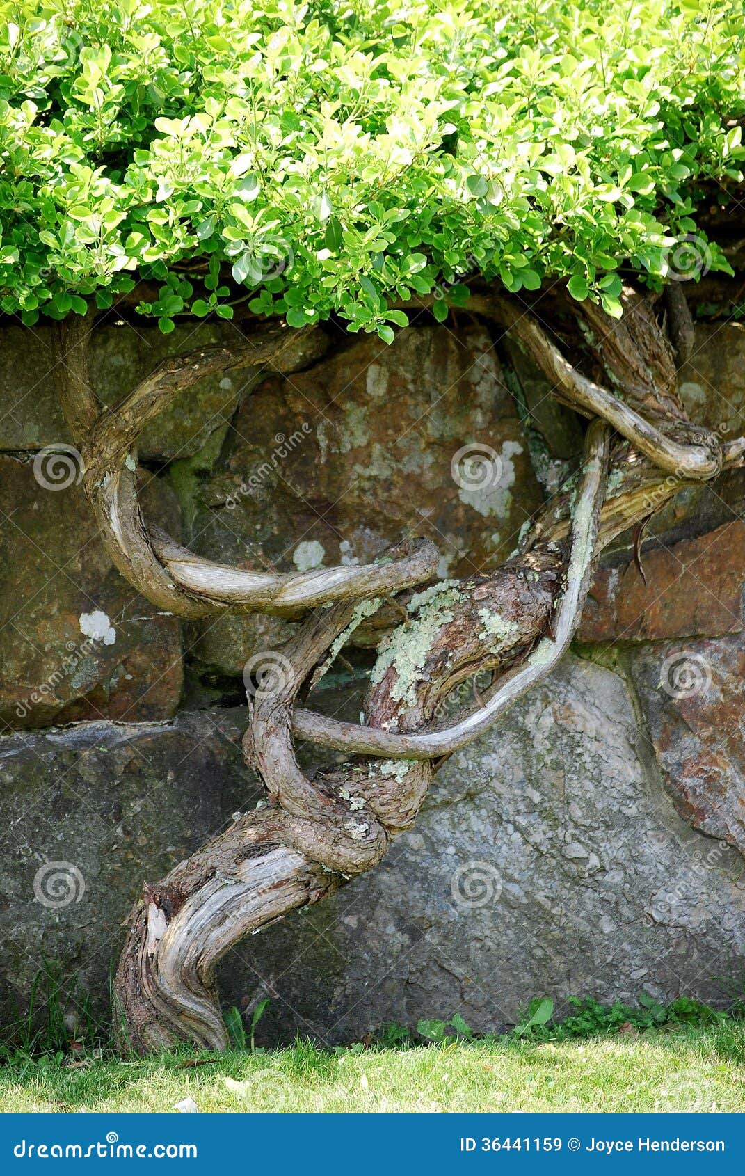 Gnarled Tree and Stone Wall Stock Image - Image of stonewall, garden ...