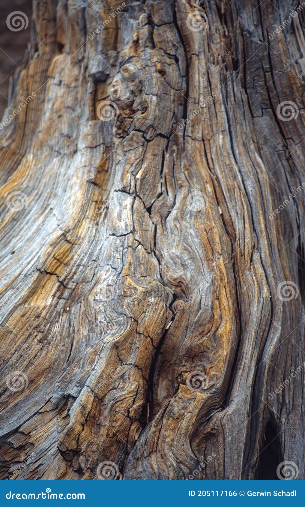 Gnarled Tree Stump Wood Structure of a Dead Tree Stock Photo - Image of ...