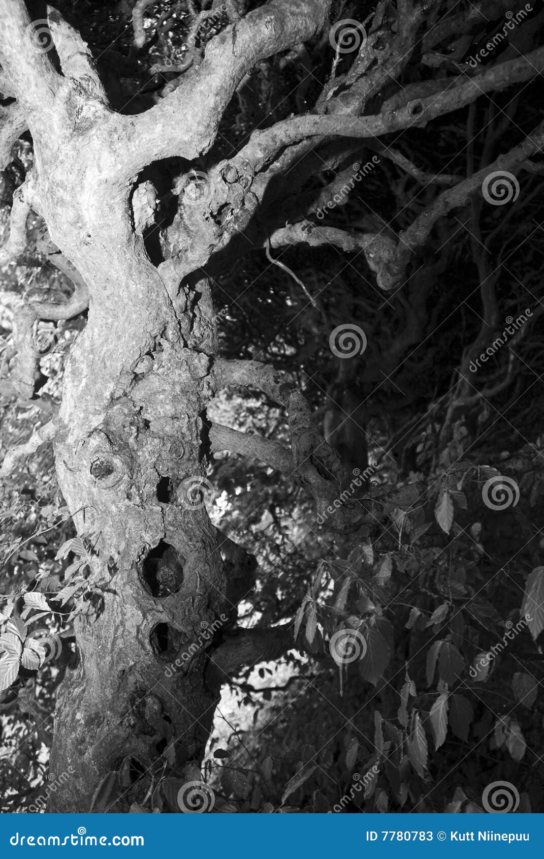 Gnarled Tree Stock Photo | CartoonDealer.com #42630816