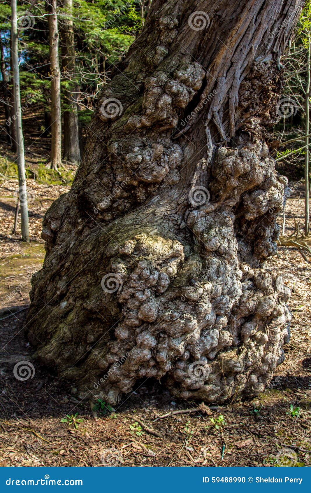 Gnarled Tree Trunk stock photo. Image of growth, landscape - 59488990