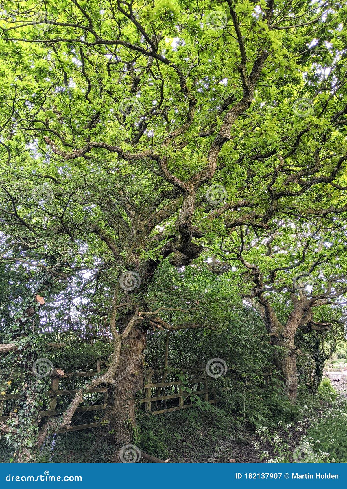Gnarled tree trunk stock image. Image of countryside - 182137907