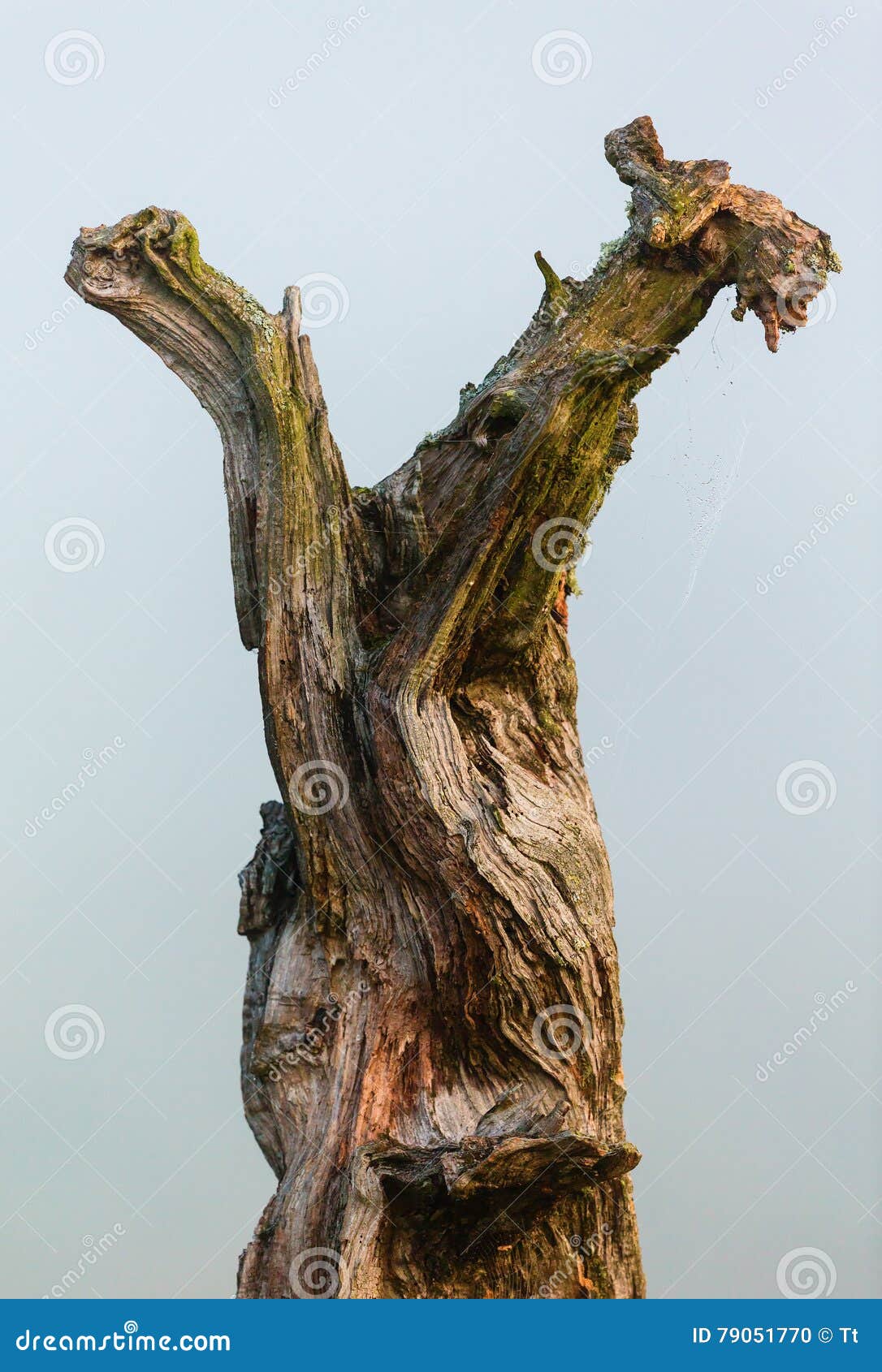 Gnarled tree trunk stock photo. Image of summer, people - 79051770