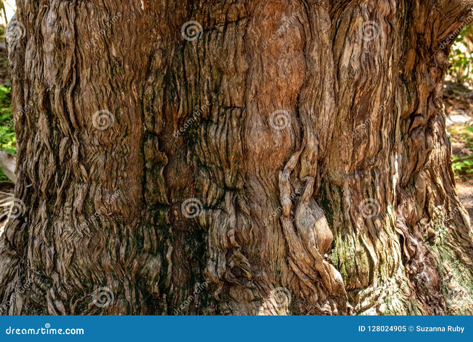 Gnarled tree trunk stock image. Image of brown, tree - 128024905