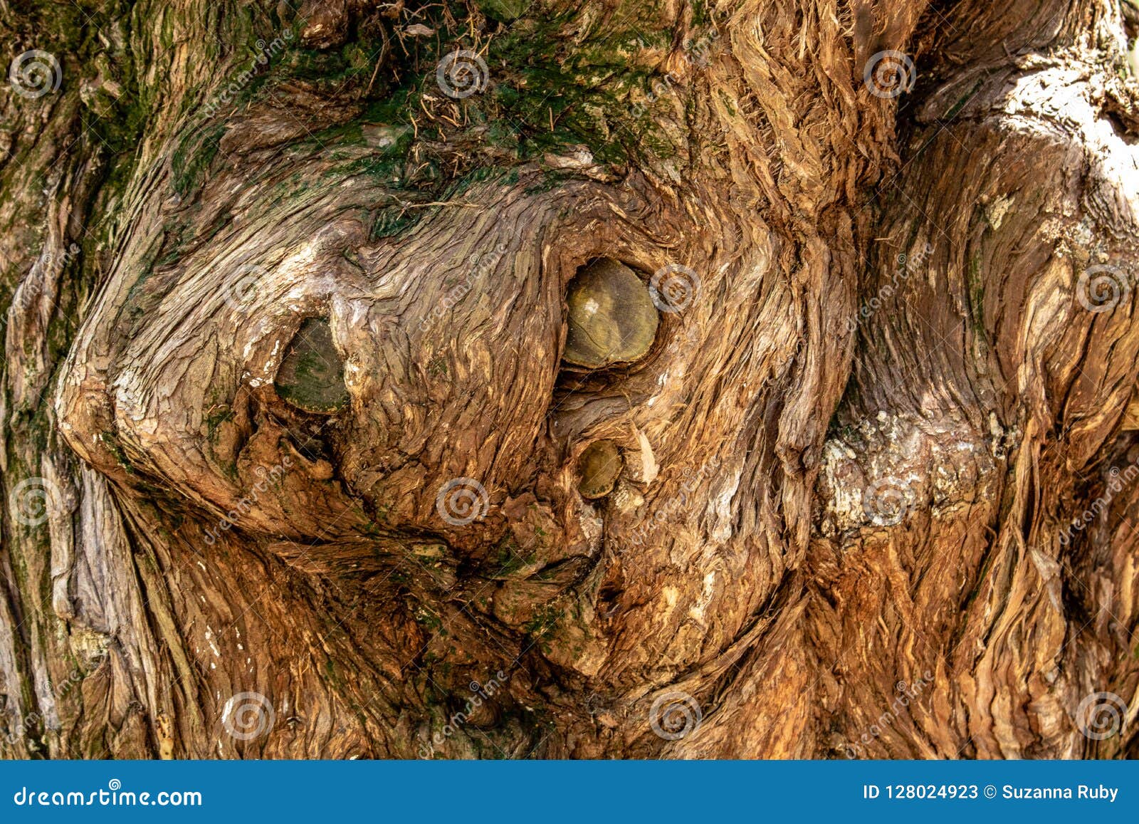 Gnarled Tree Trunk Stock Images - Download 1,949 Royalty Free Photos