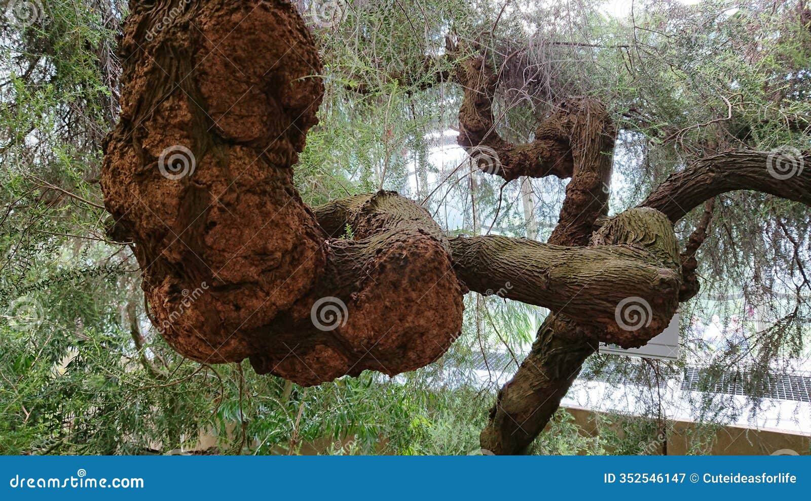 Gnarled Tree Trunk with Rough Texture Stock Image - Image of hardwood ...