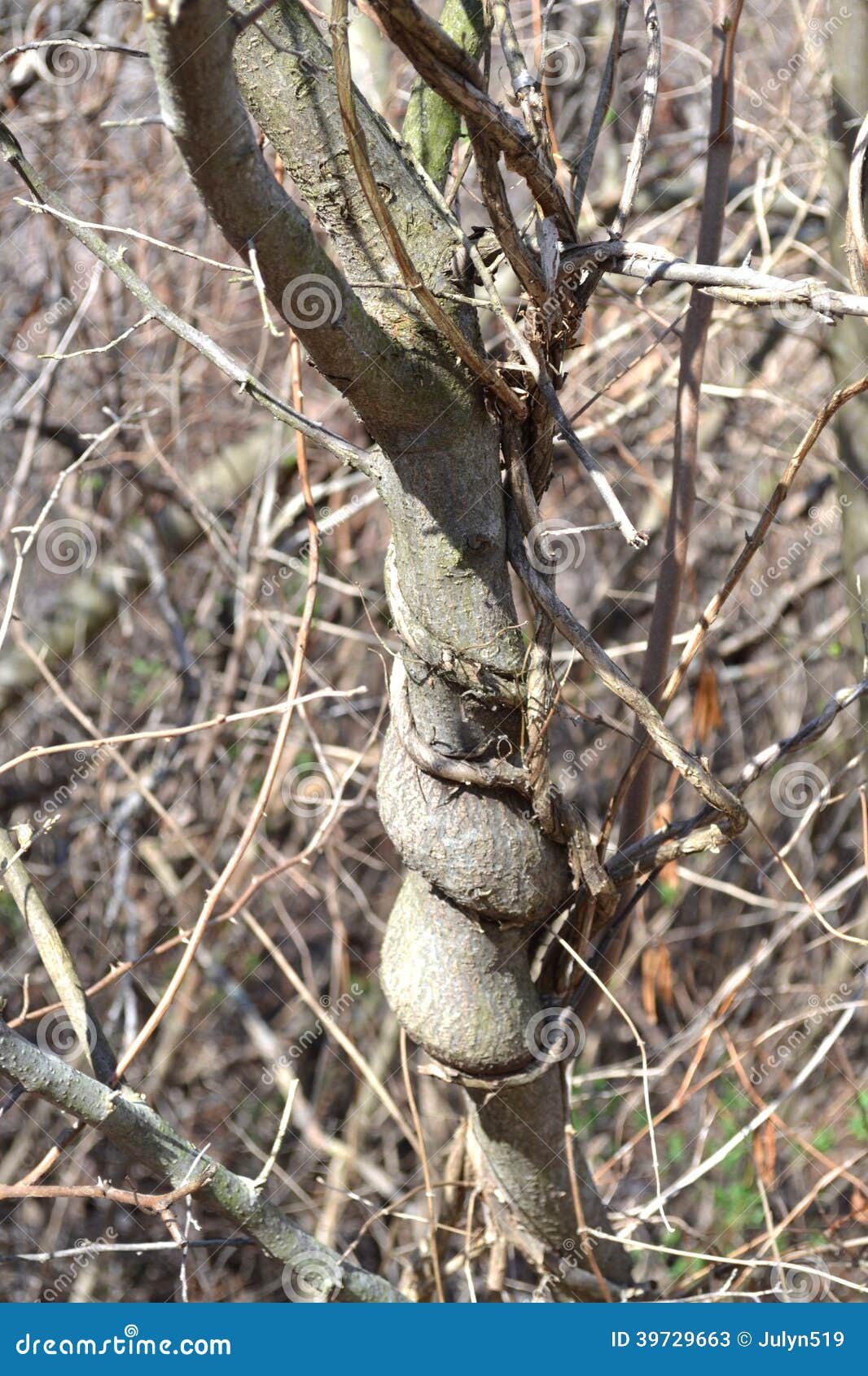 Gnarled tree trunk stock image. Image of hard, consorted - 39729663