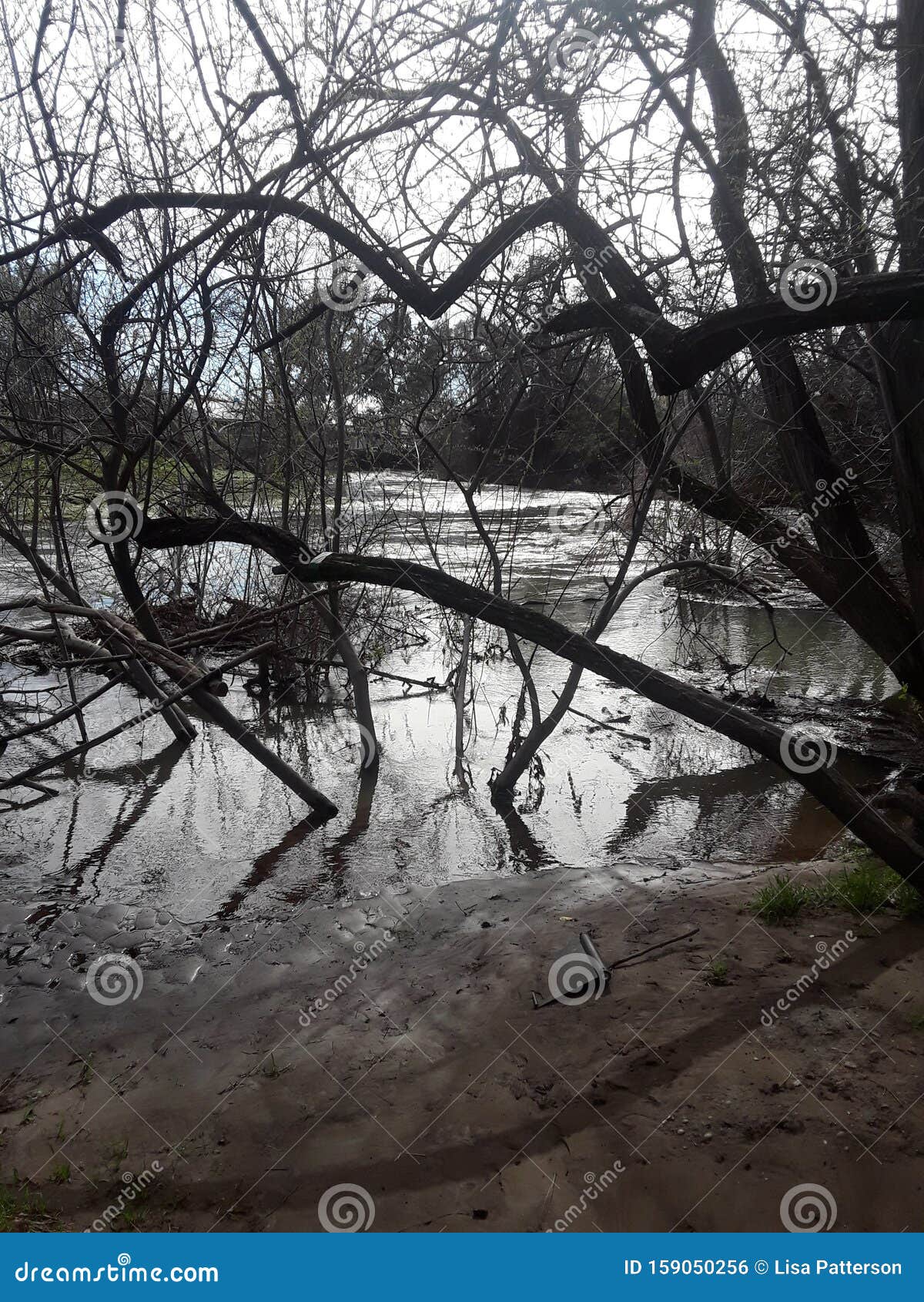 Gnarled Trees Along a Stream Stock Photo - Image of water, stream ...