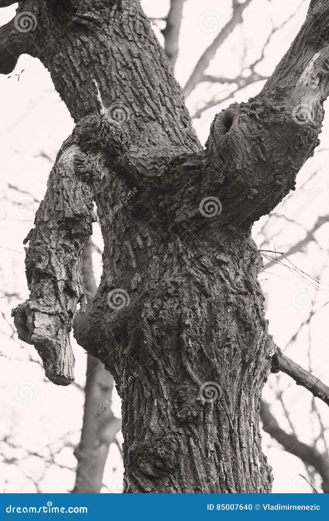 Gnarled trees in forest stock photo. Image of light, plant - 85007640