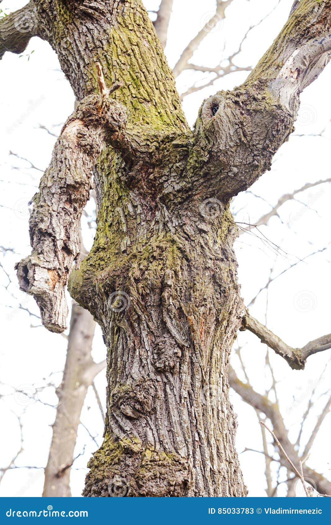 Gnarled trees in forest stock image. Image of color, forest - 85033783