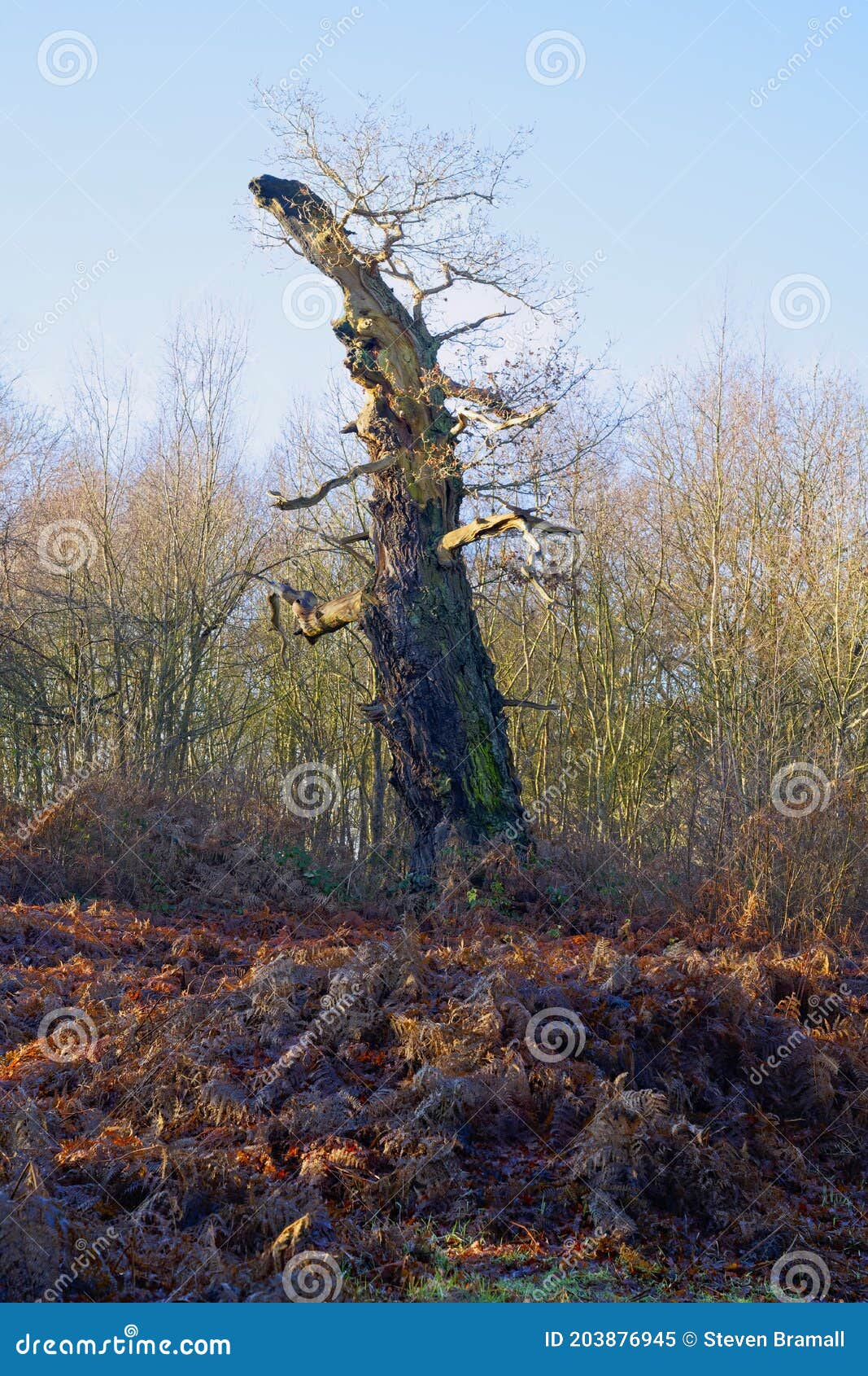 Gnarled Trunk of an Ancient Sherwood Forest Oak Tree Stock Image ...