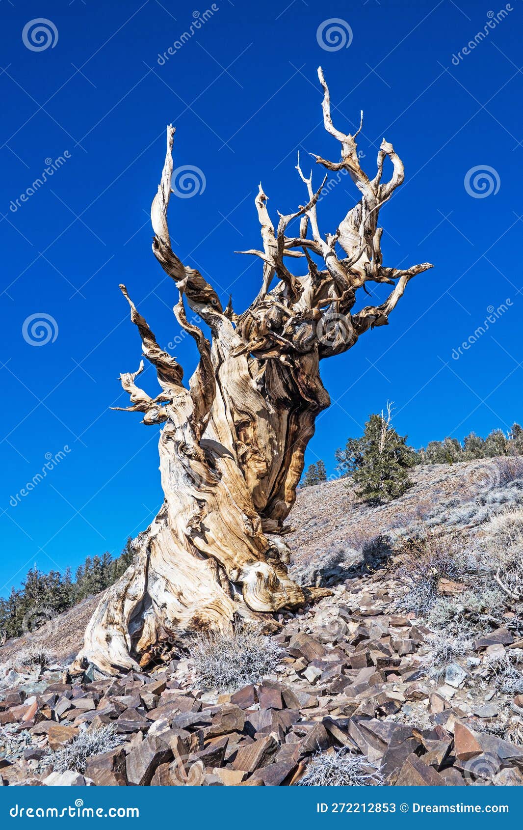 Gnarled and Twisted Ancient Bristlecone Pine Tree Stock Image - Image ...