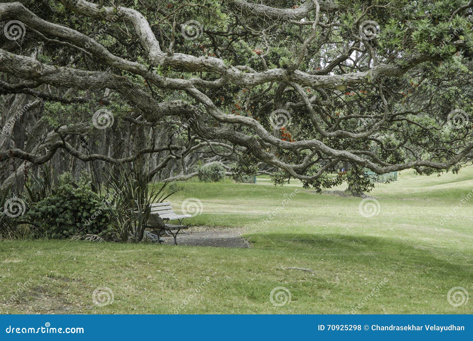 Gnarled and Twisted Branches of Trees Over Park Benches Giving a Stock ...