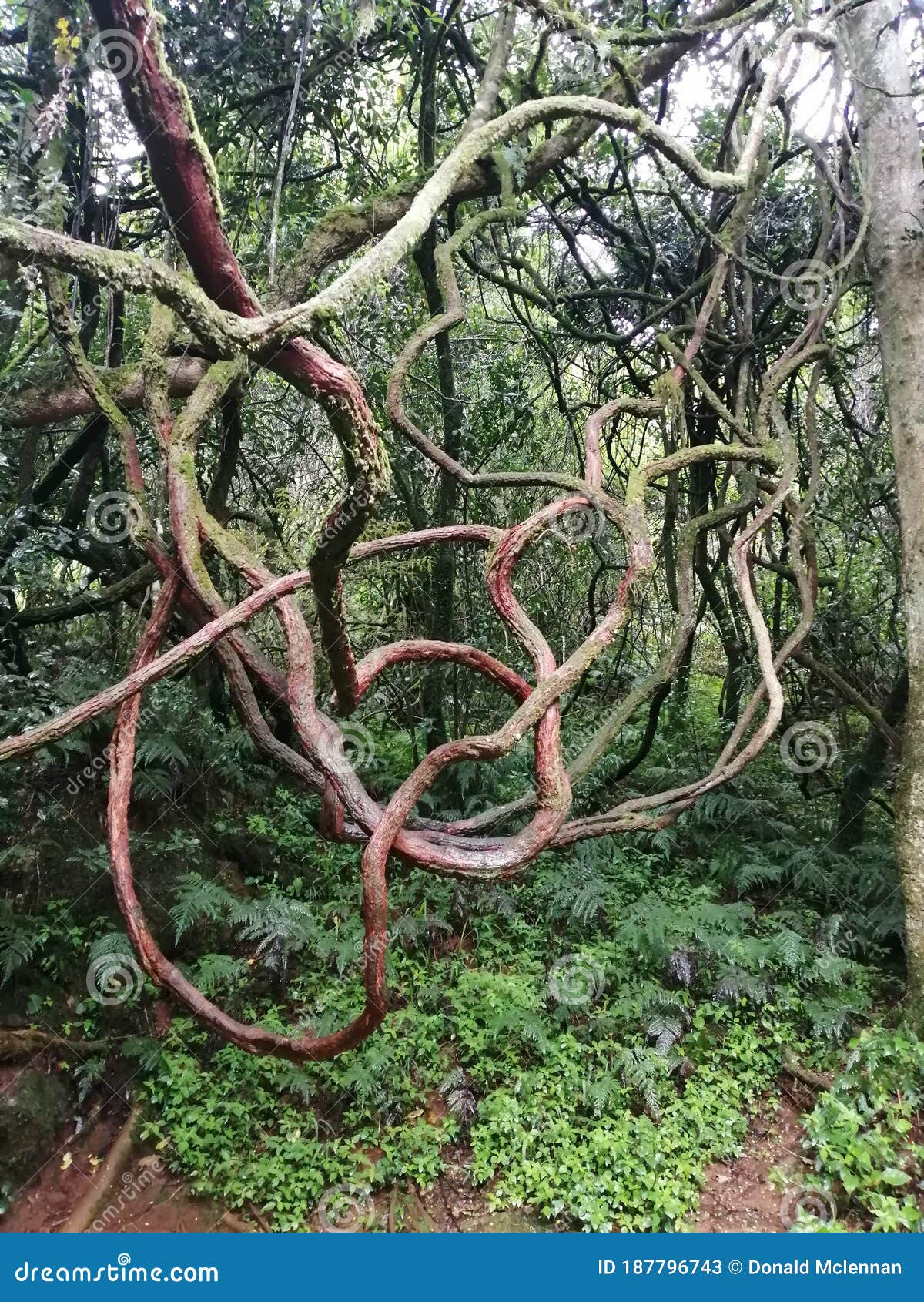 Gnarled and Twisted Vines in the Forest Stock Image - Image of forest ...