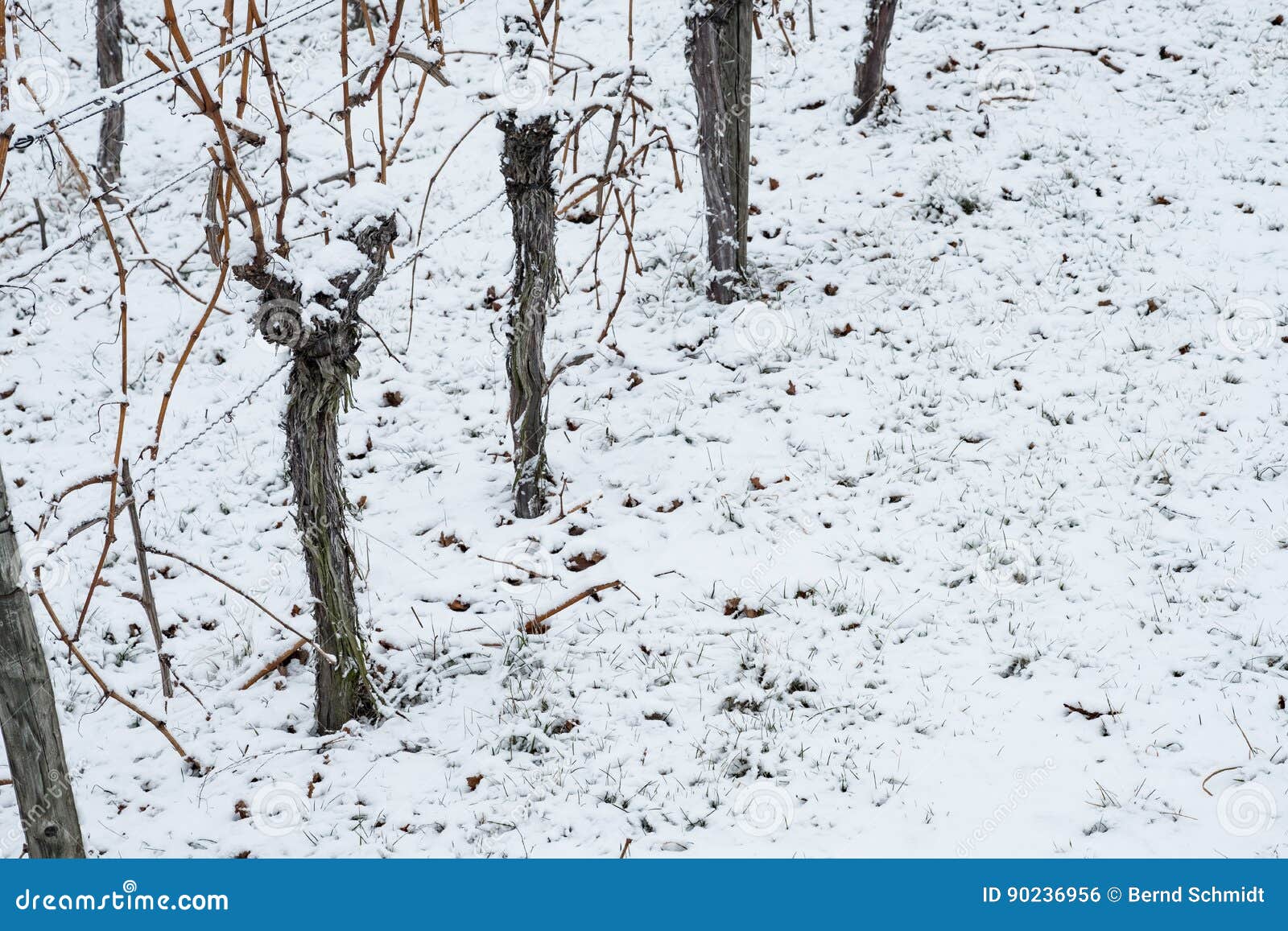 Gnarled Vines in Snow of the Winter Stock Photo - Image of snowfall ...