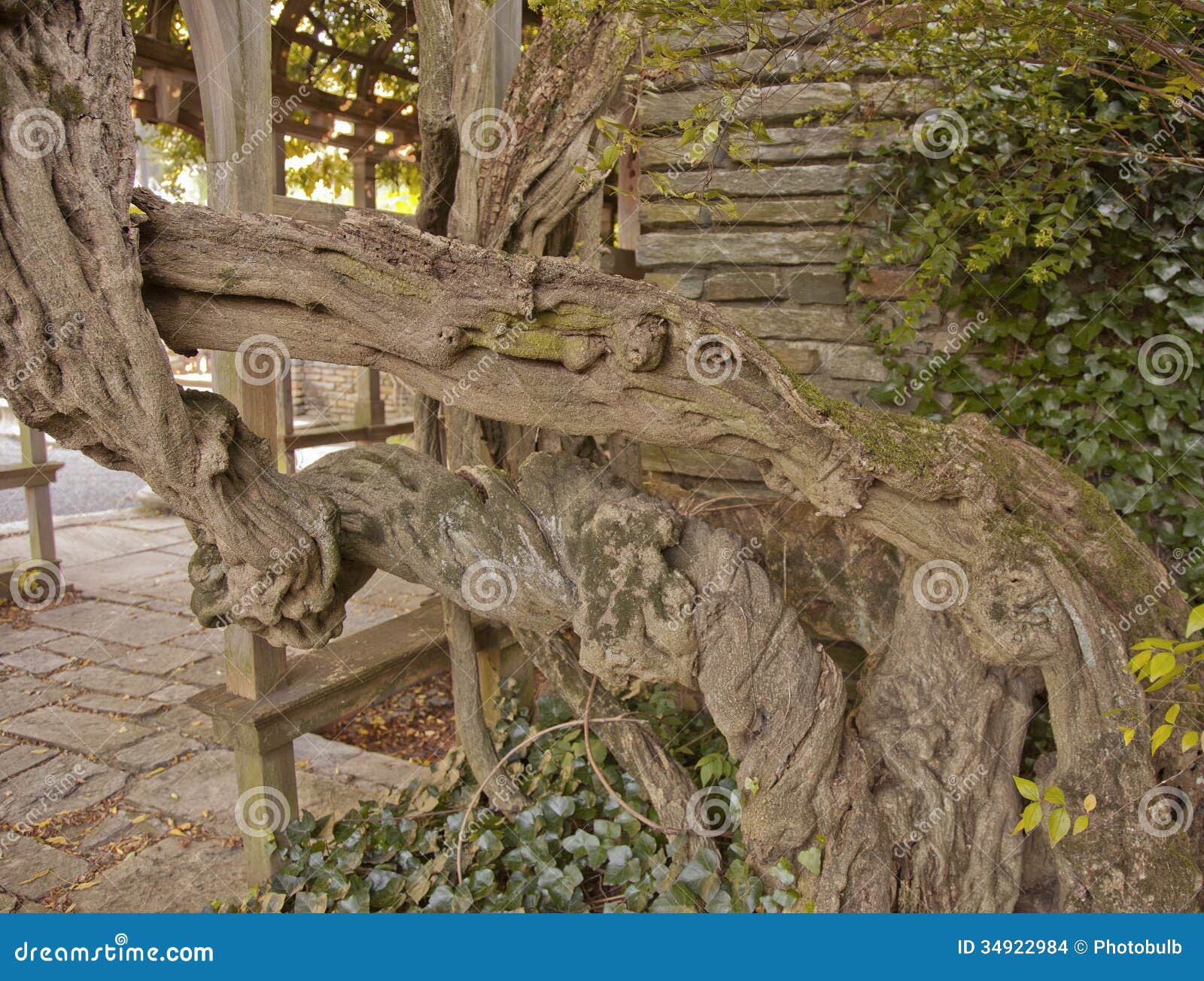 Gnarled Wisdom in a Tree Trunk Stock Photo - Image of twisted, garden ...