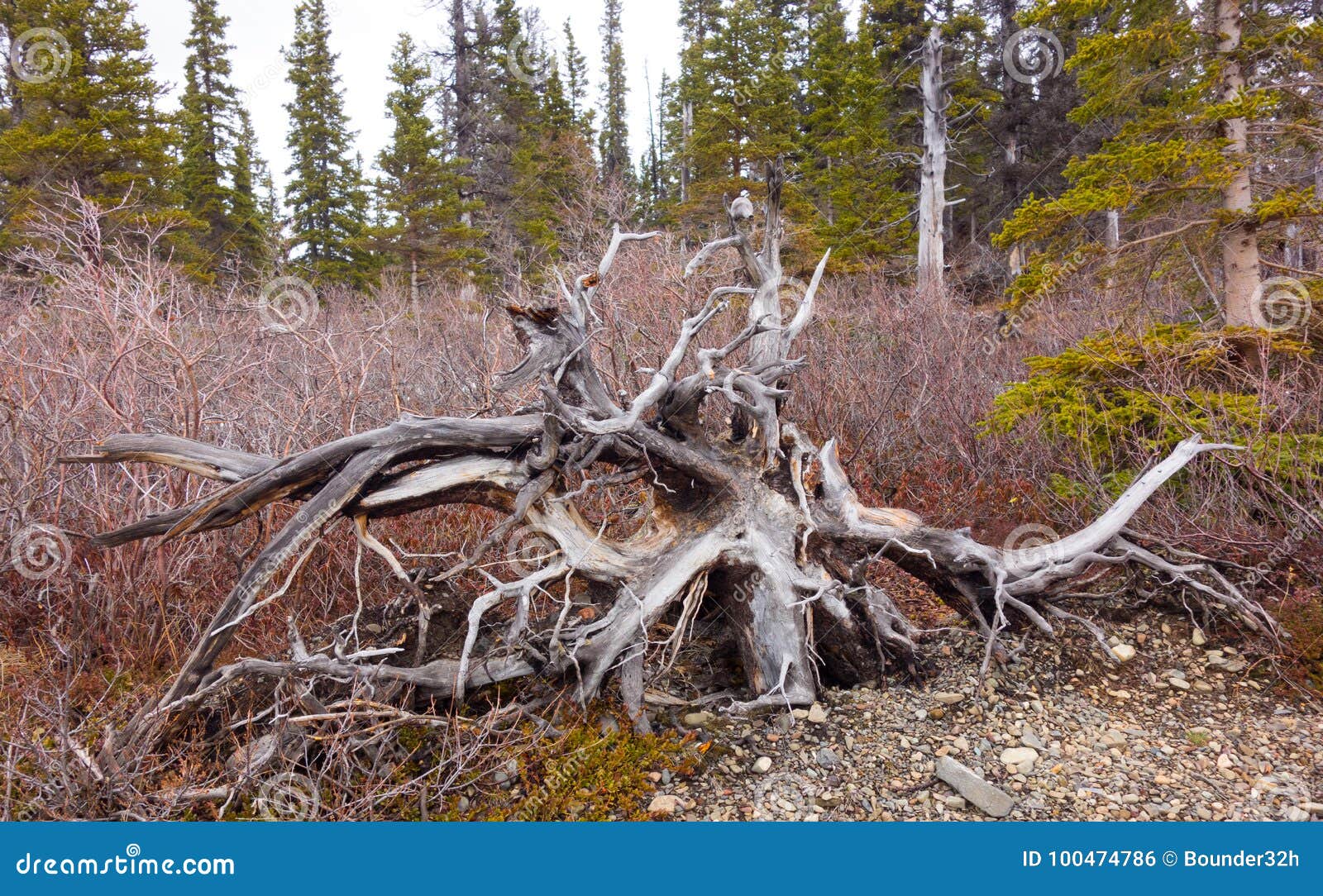 Gnarled wood in a forest stock photo. Image of limbs - 100474786