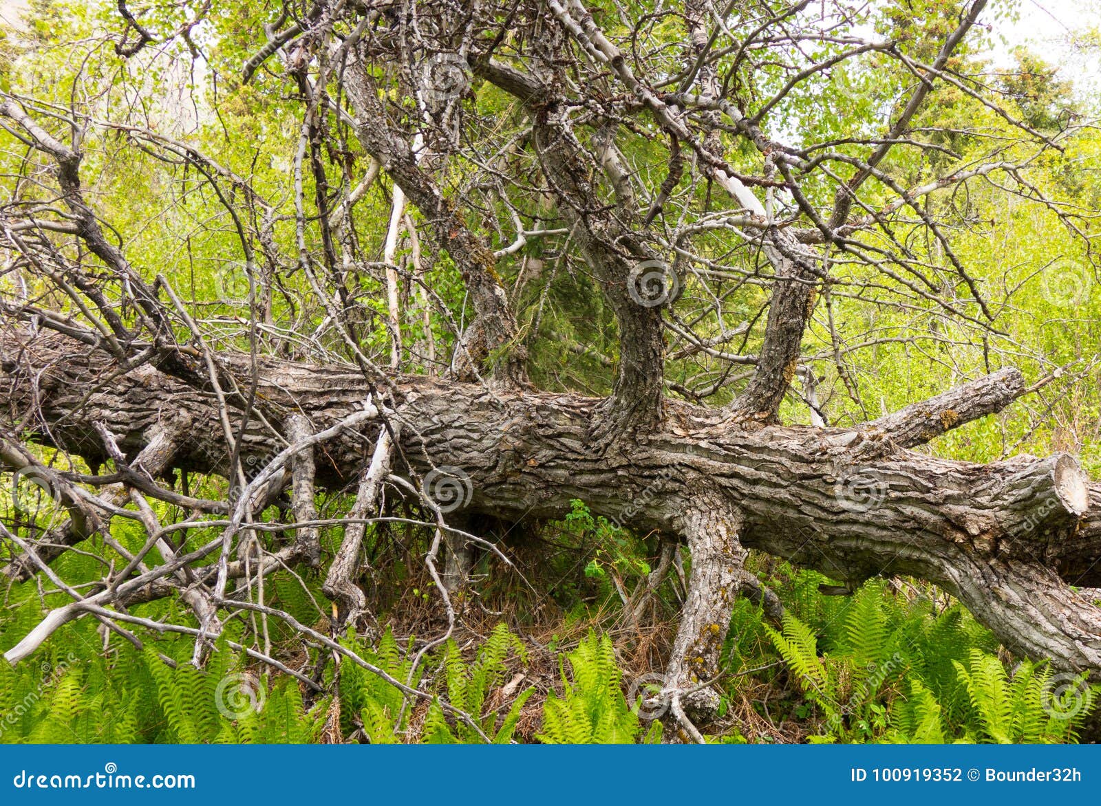 Gnarled wood in a forest stock photo. Image of branches - 100919352