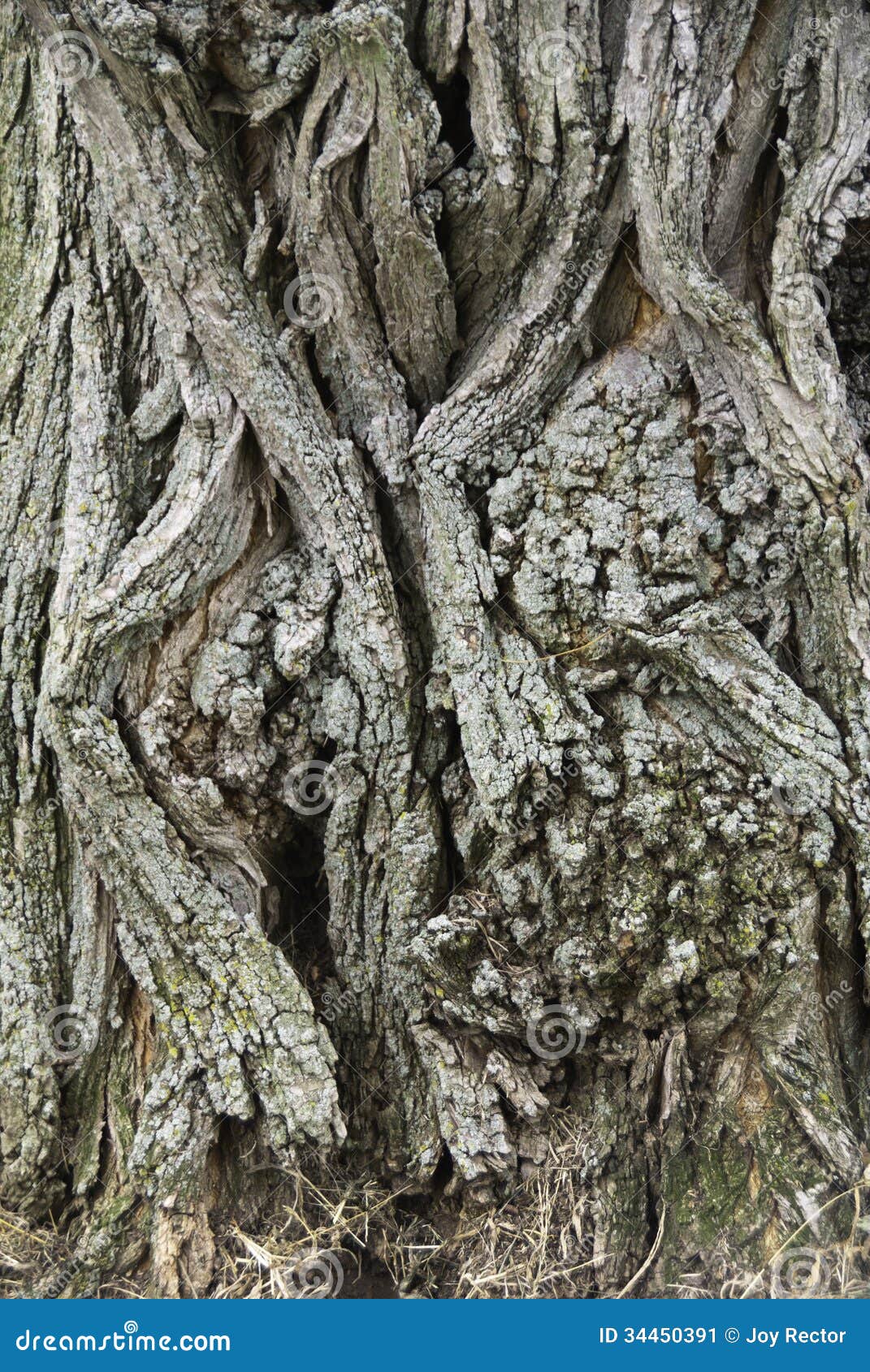 Gnarled Wood stock image. Image of trunk, shapes, tree - 34450391