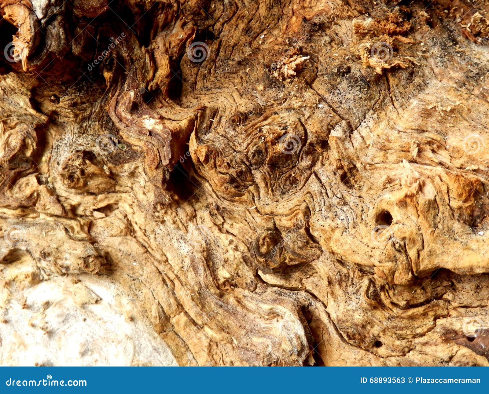 Gnarled wood stock image. Image of aged, dead, surface - 68893563