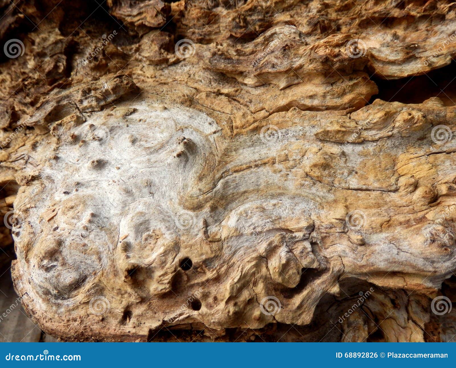 Gnarled wood stock photo. Image of threadlike, nature - 68892826