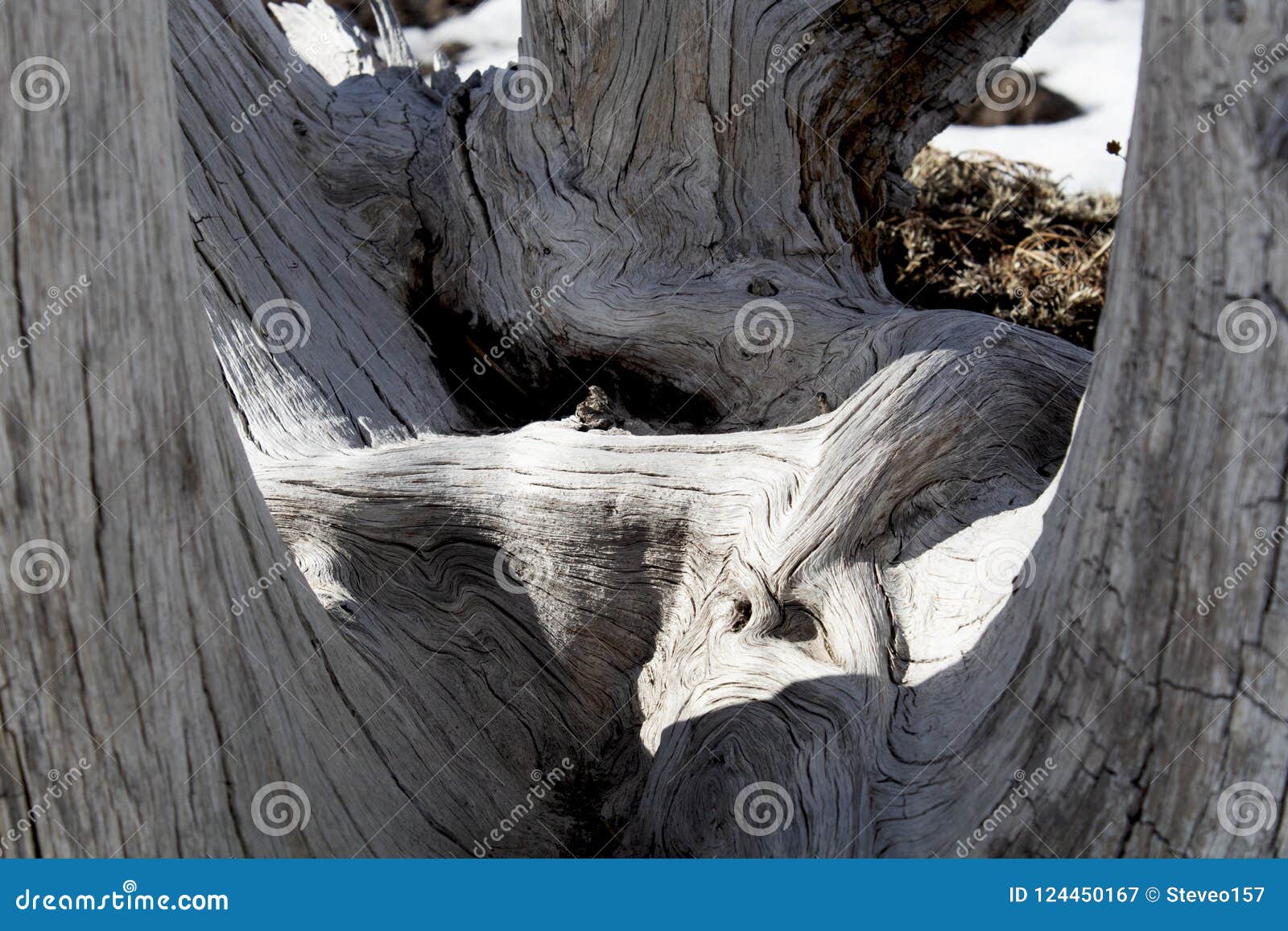 Gnarled Wood Texture in Saddle of a Dead Tree Stock Image - Image of ...