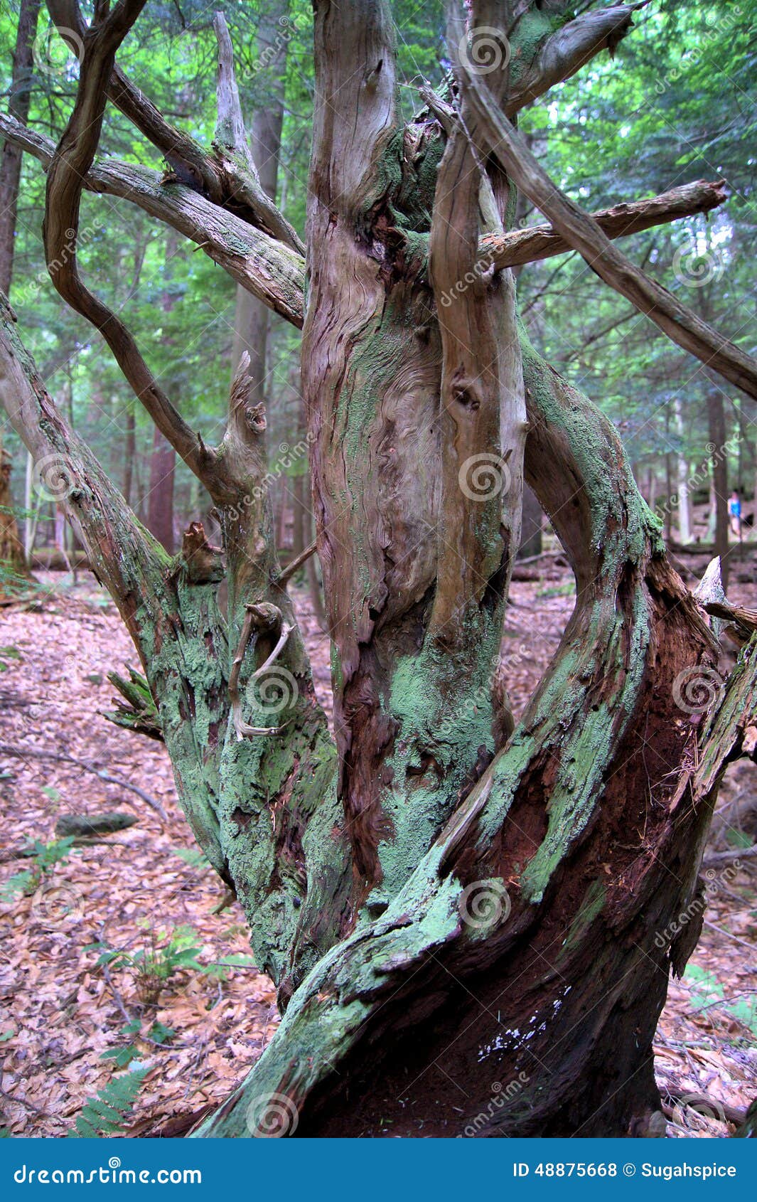 Gnarly Tree stock photo. Image of woods, branches, pennsylvania - 48875668